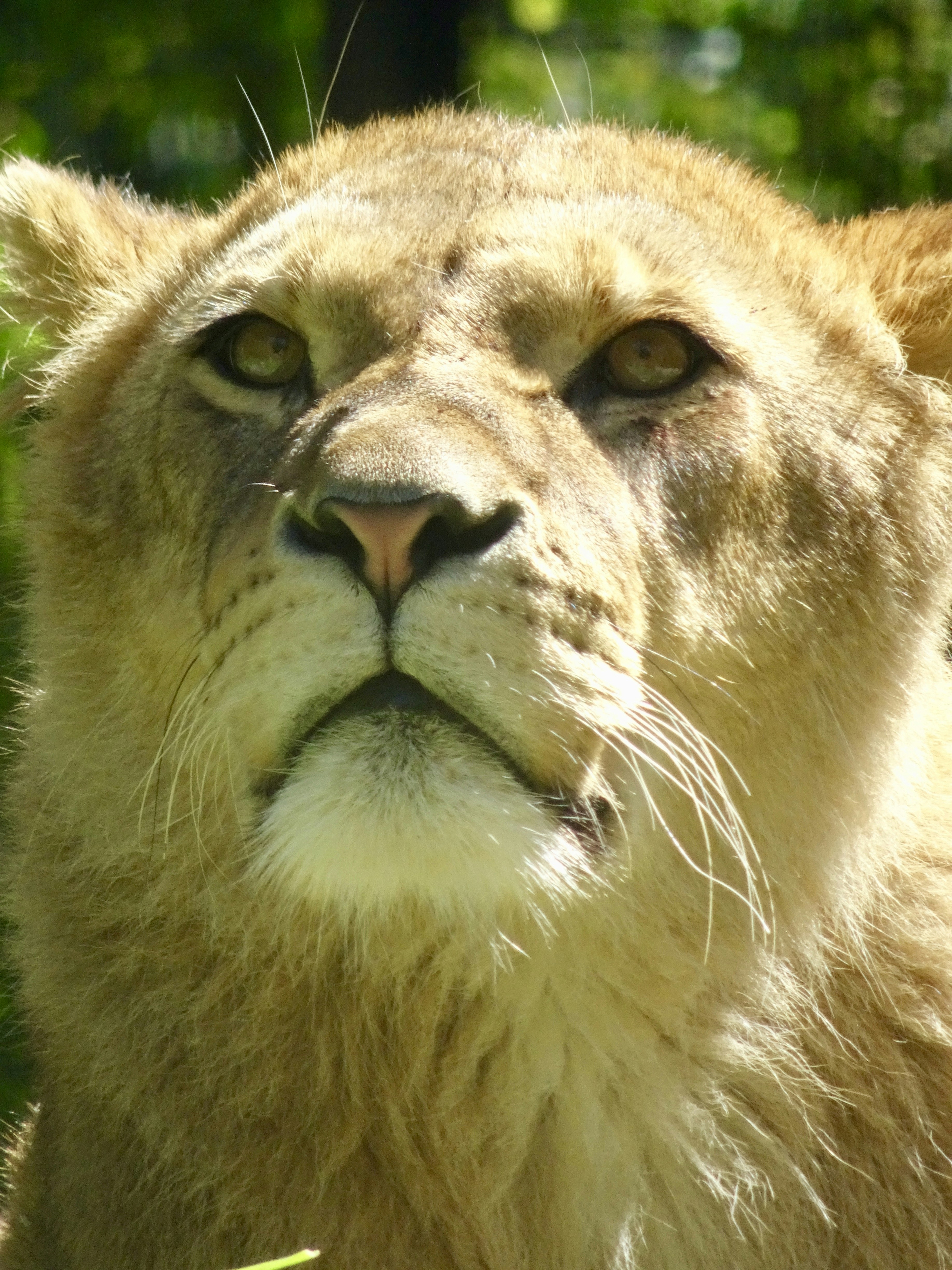 Brown lion lying on green grass during daytime photo – Free Amersfoort ...