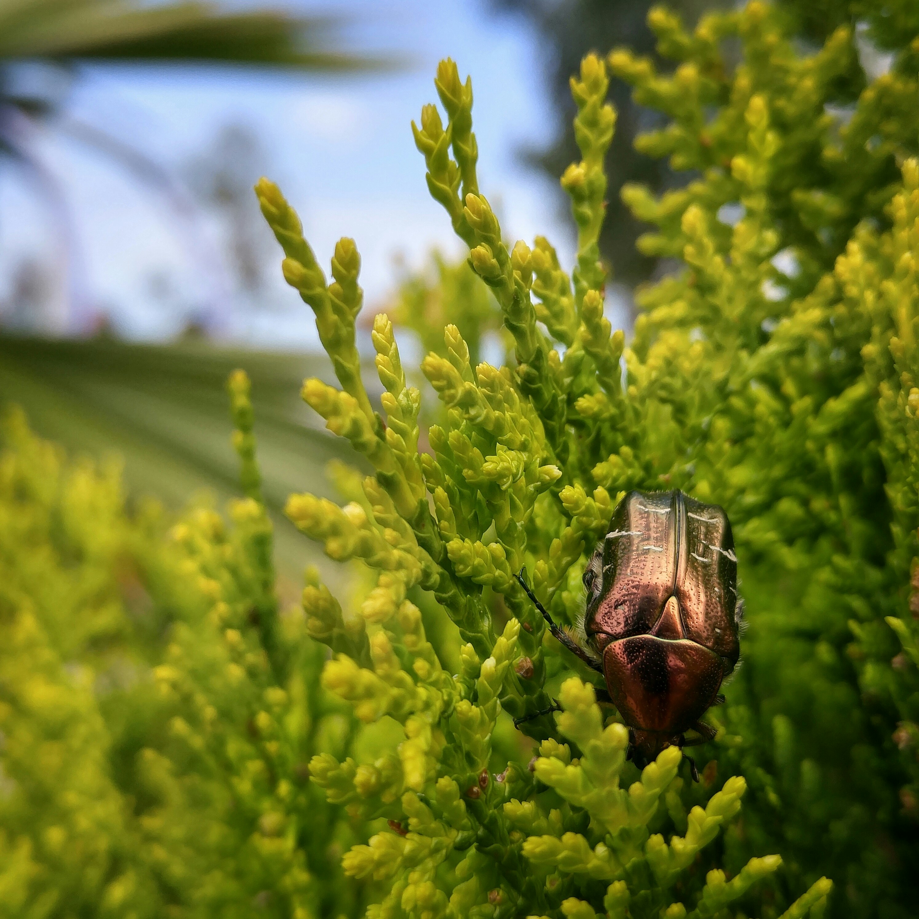 Bronze shield bug perched on bright yellow-green foliage. Macro shot with shallow depth of field emphasizing the textured shell.