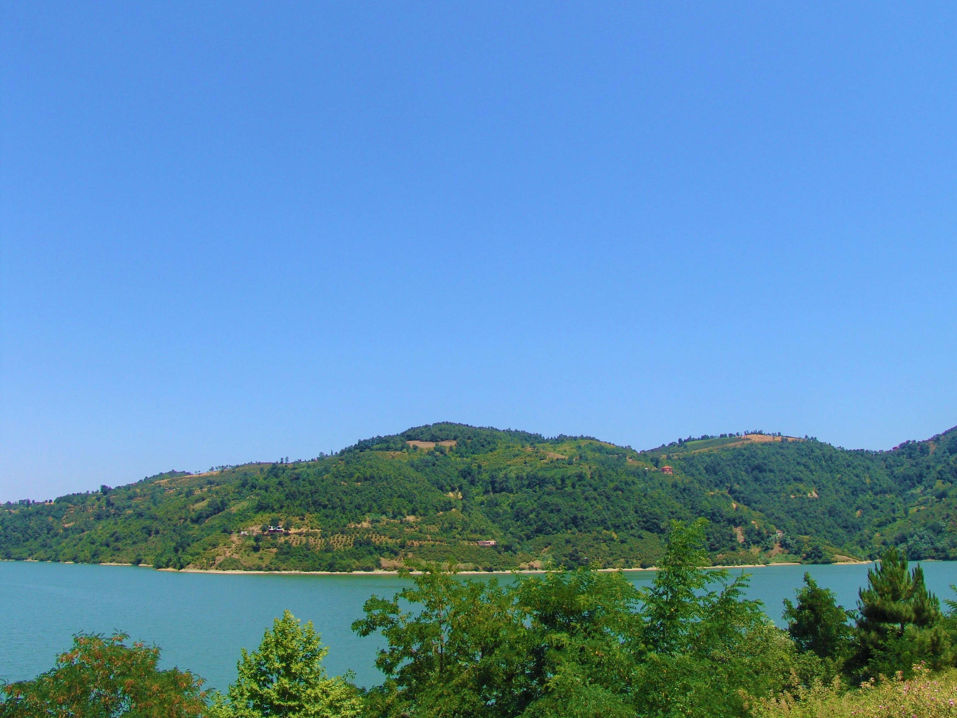 Lush green trees covering an island surrounded by calm blue water under a bright blue sky.