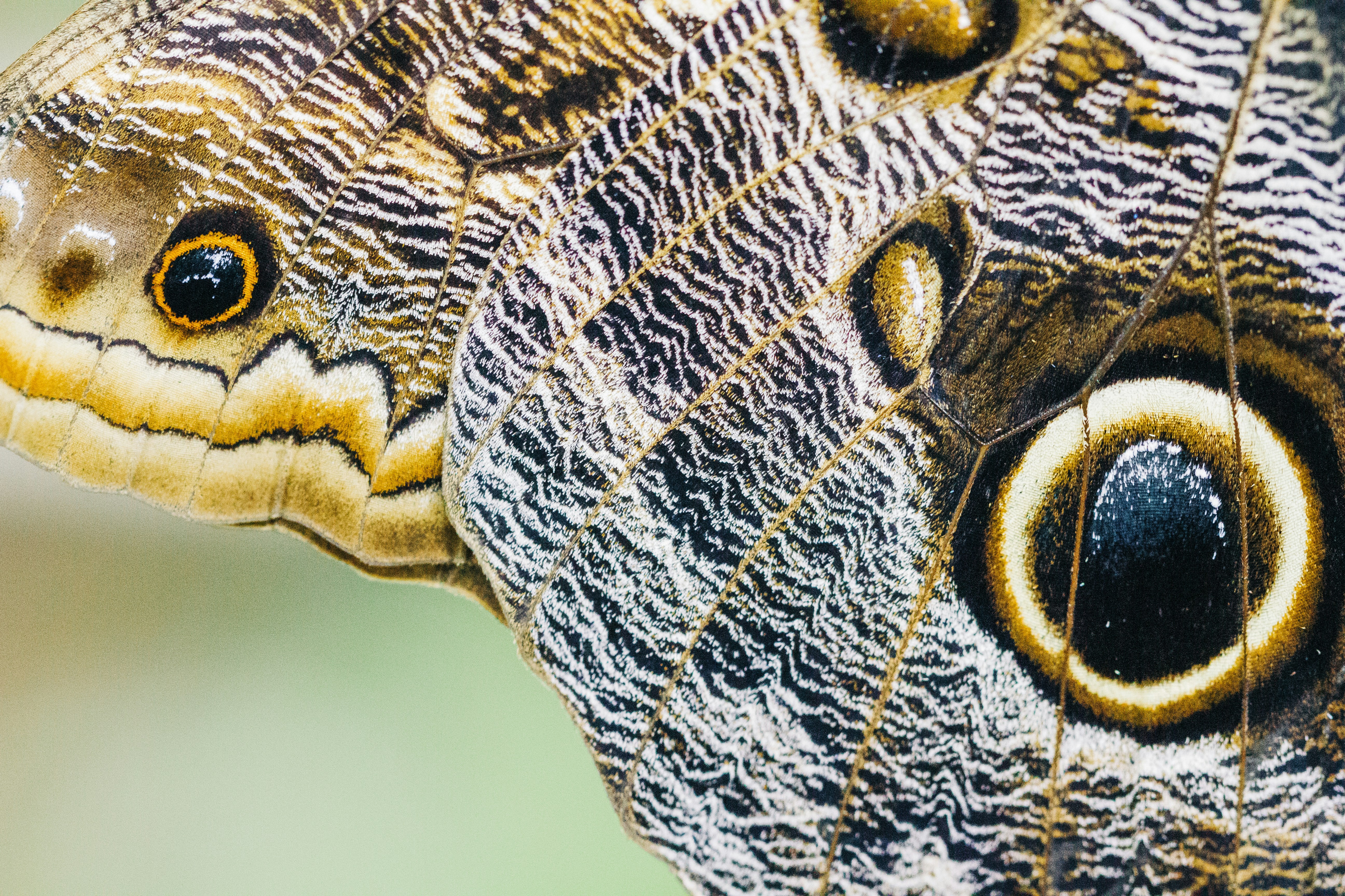 Définition de morpho-syntaxe | Dictionnaire français