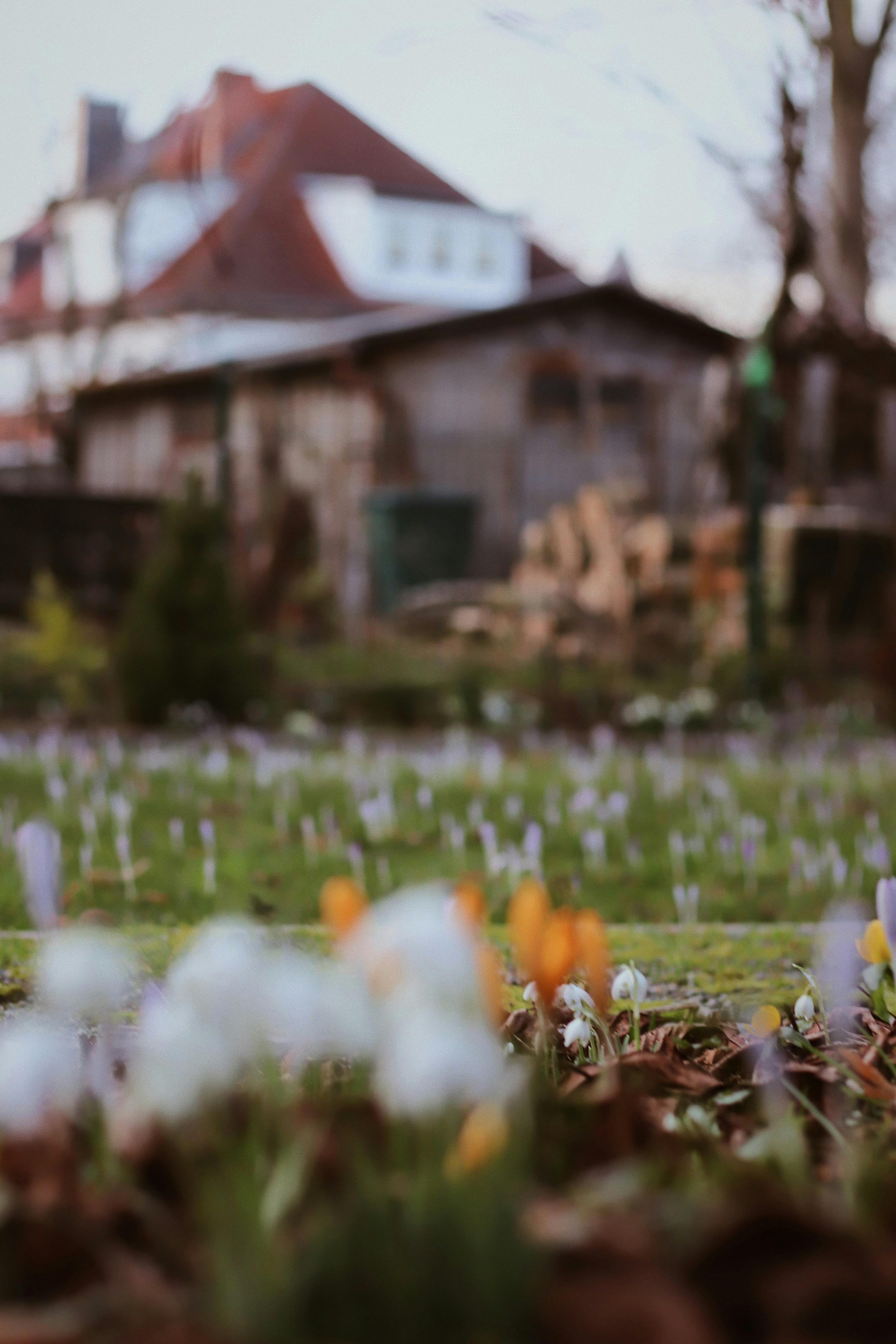 Soft Focus Spring Garden: Blooms in the Foreground, Rustic Backyard in the Background