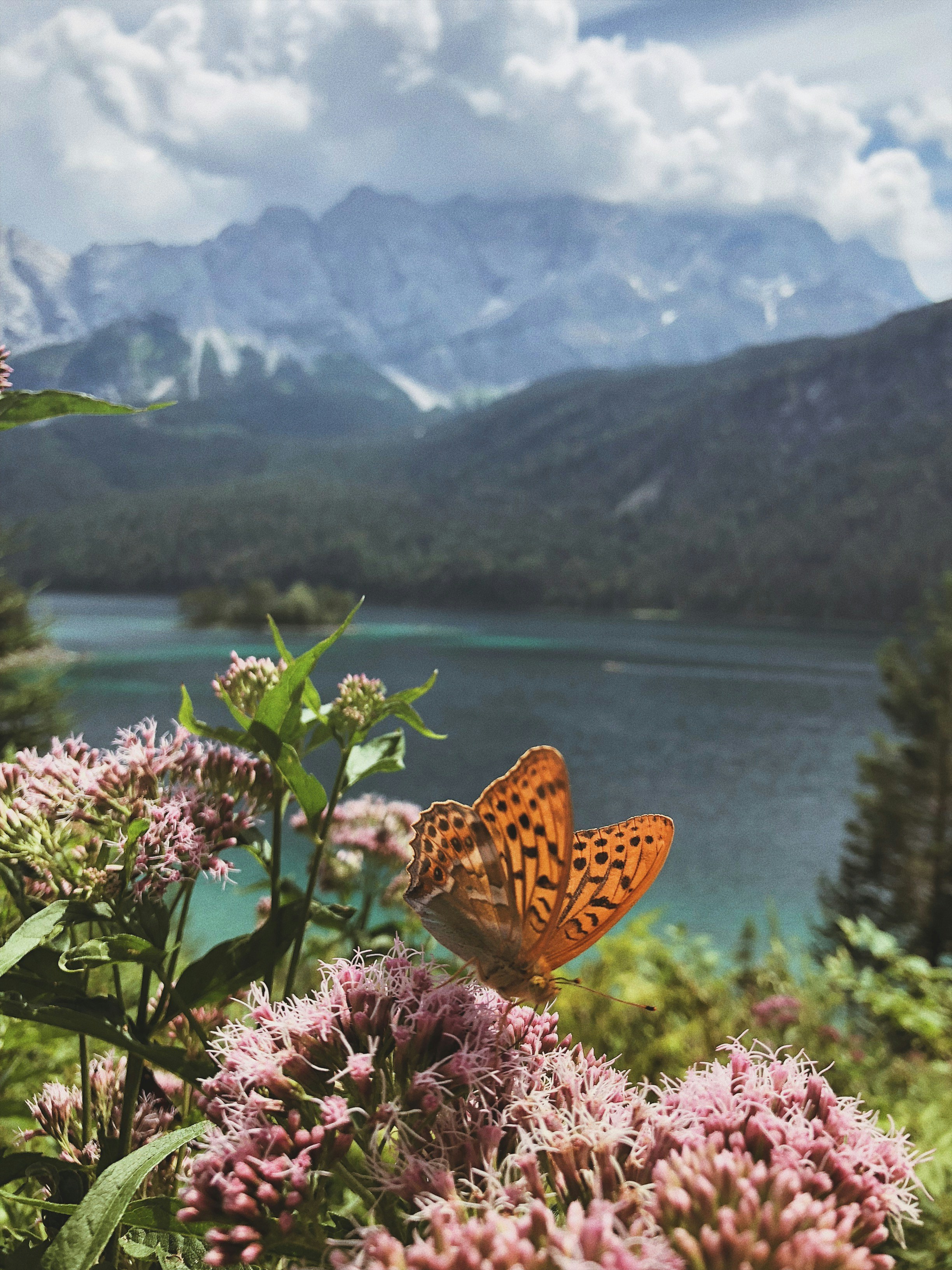 Amber Flutter on Alpine Blooms Over a Turquoise Lake