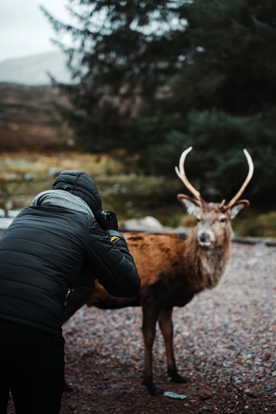 A photographer leans in to shoot a stag with large antlers standing on a gravel path in a wooded landscape. Soft background blur keeps the deer and camera interaction as the focus.