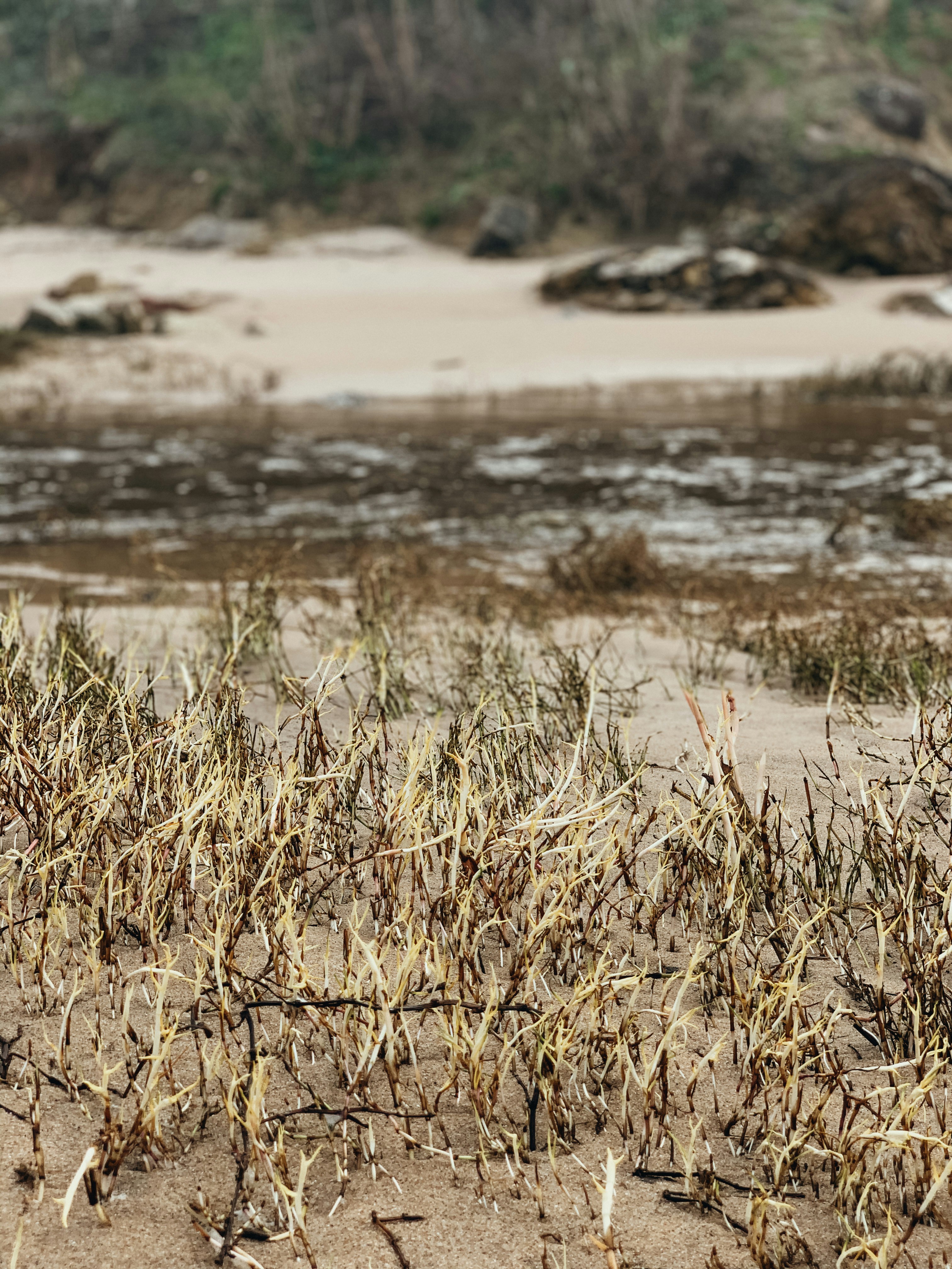 Dried grass swaying gently in the foreground with a blurred sandy beach and gentle waves in the background. The scene captures the tranquil yet rugged beauty of a coastal environment.