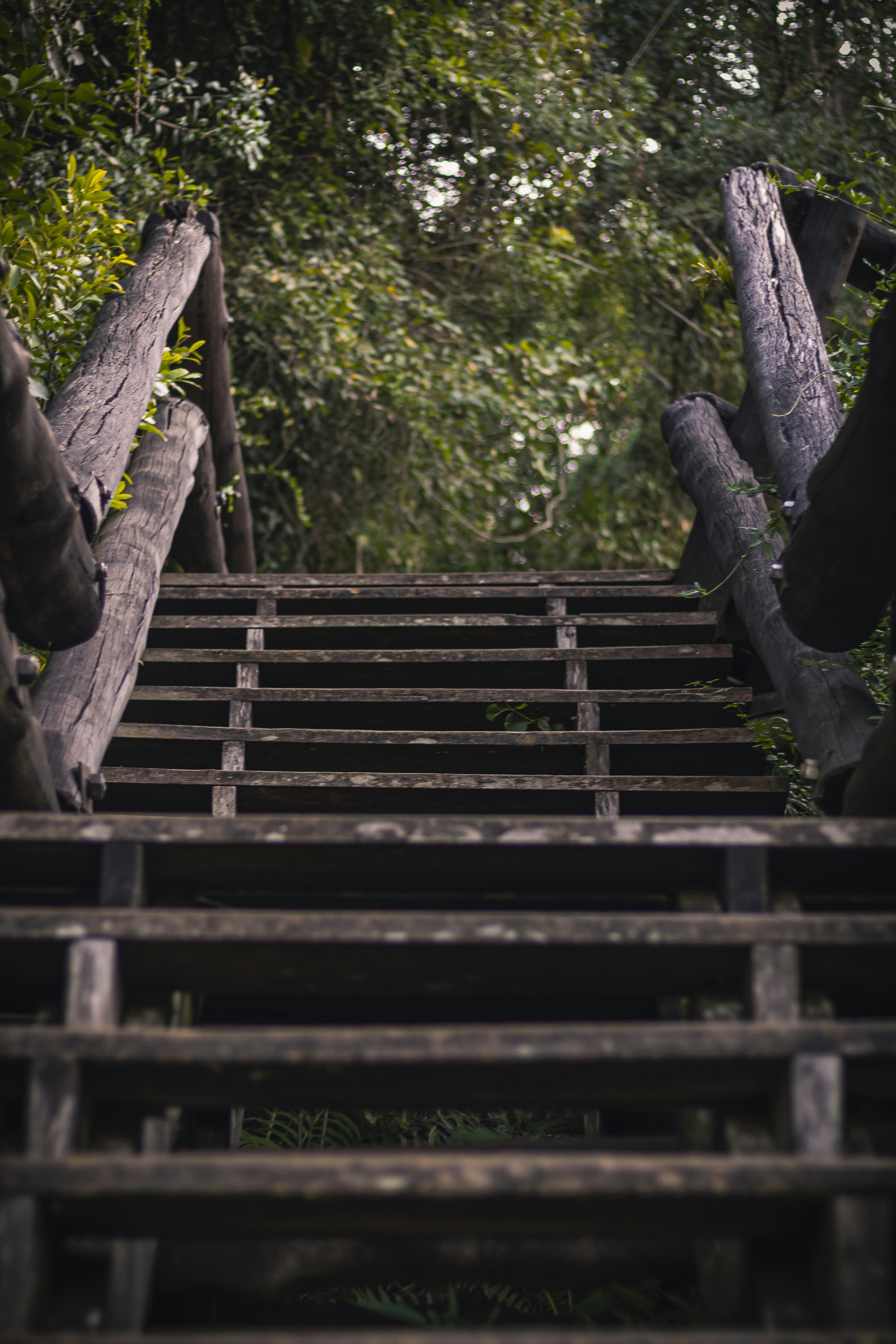 Vanishing Steps: Weathered Timber Stairway into the Green Veil