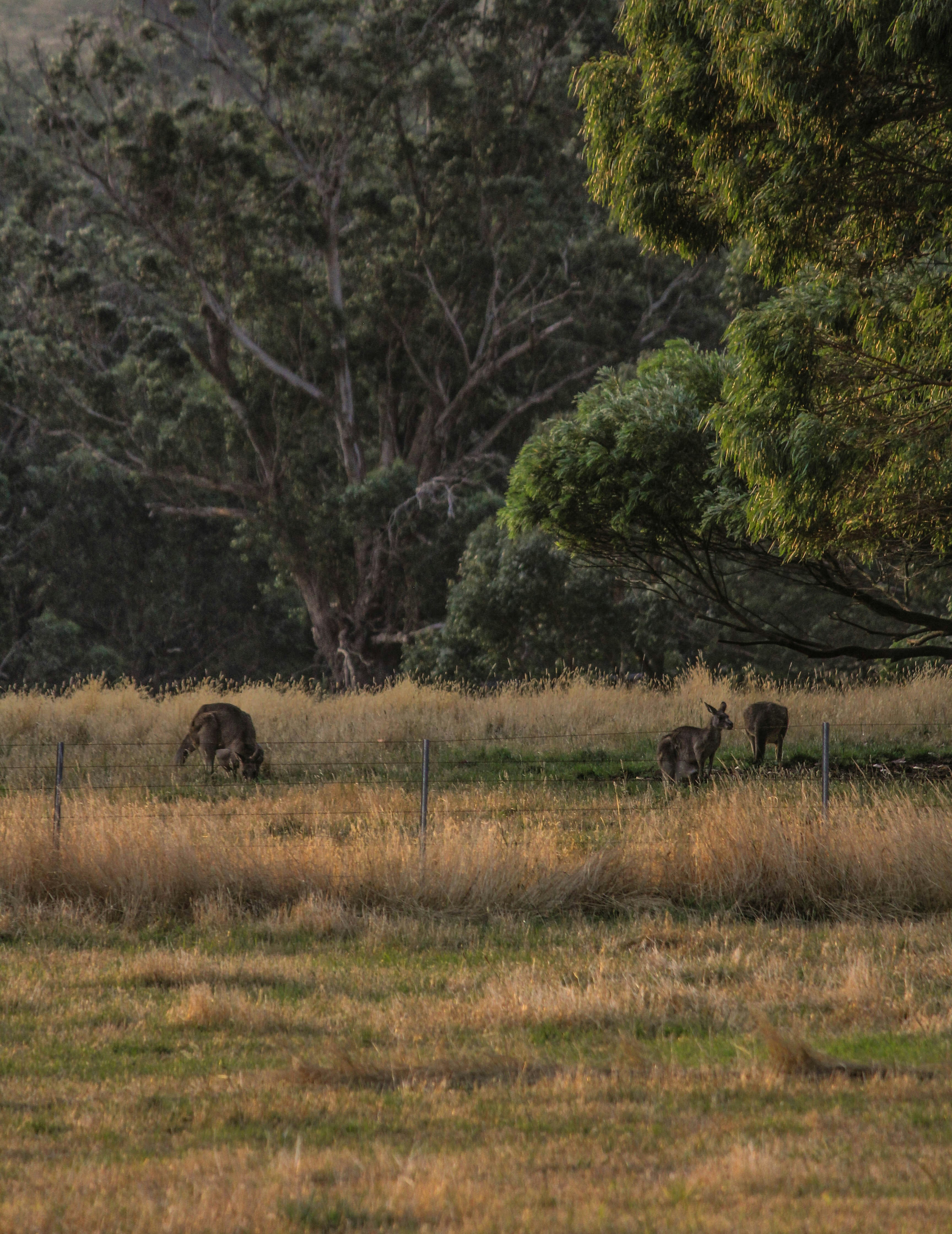Herd in the Golden Field under Dappled Shade