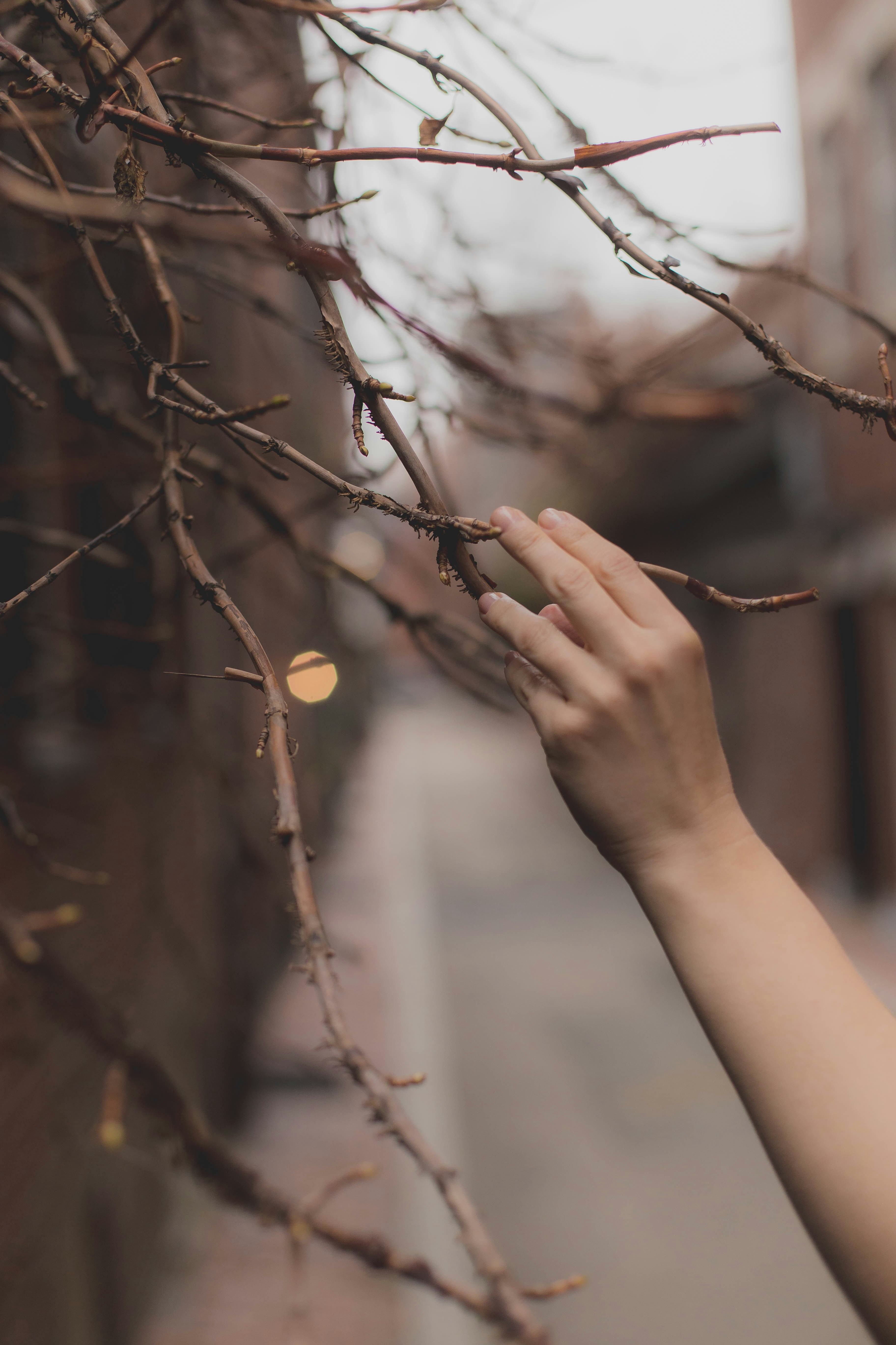 A hand delicately reaches for bare branches against a blurred urban backdrop, evoking a sense of connection with nature amidst the city. 