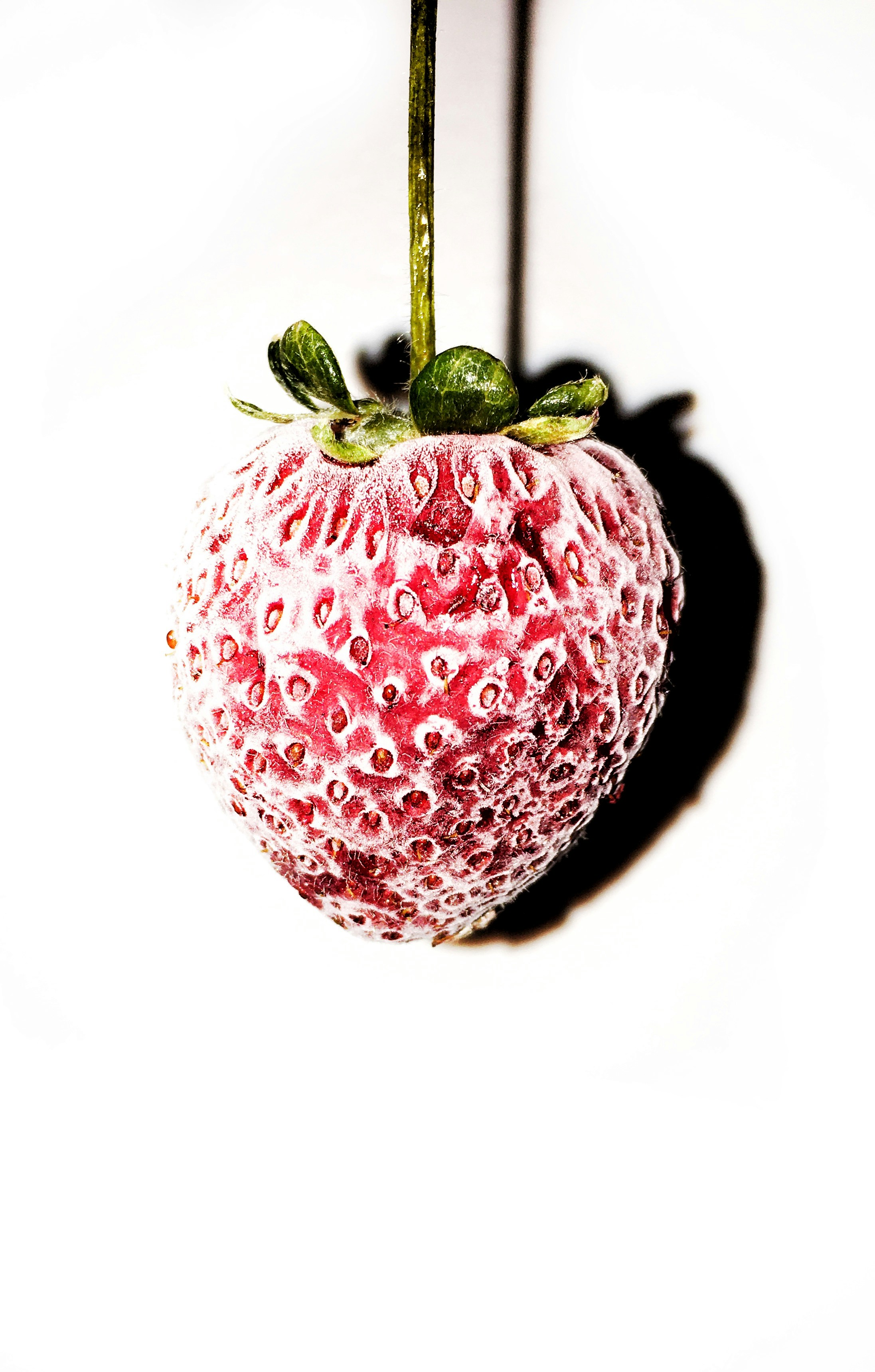 Frosted Strawberry Spotlight