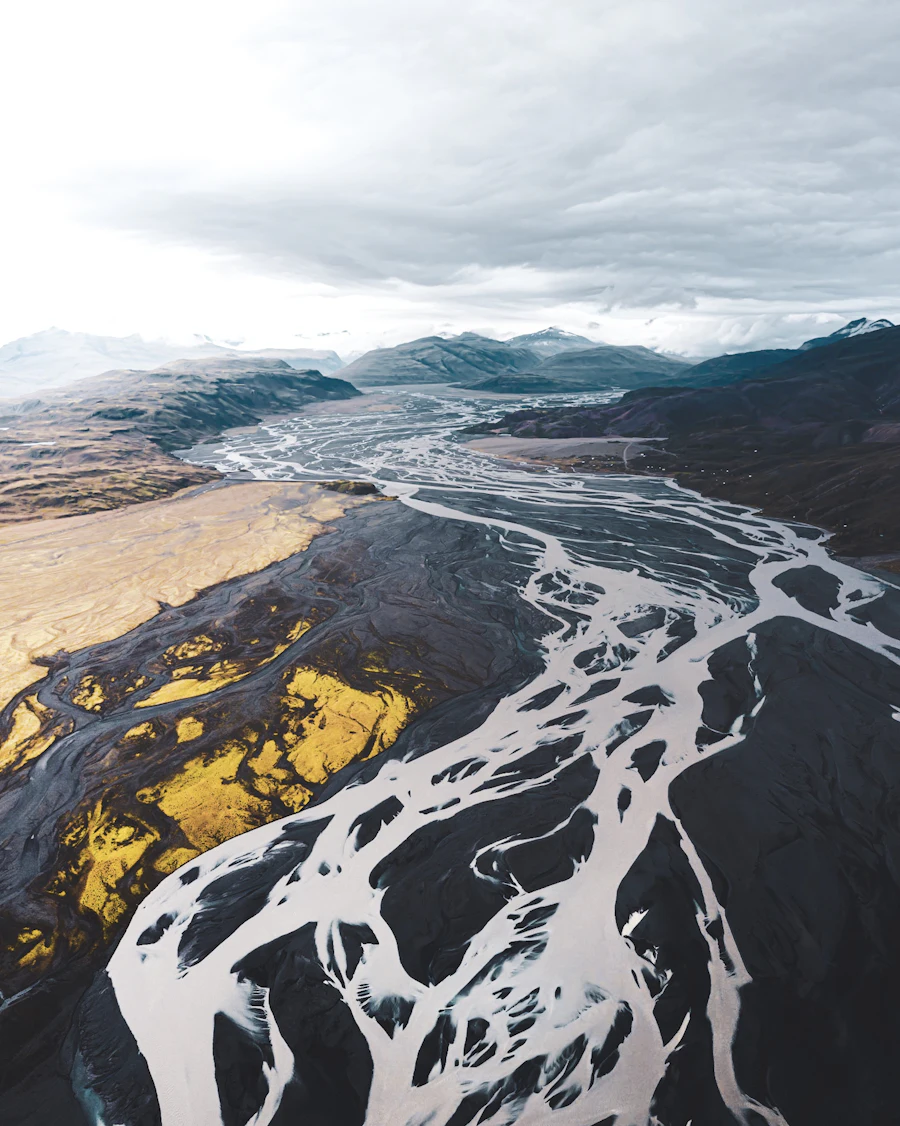 Aerial view of a braided river delta cutting through dark volcanic terrain with patches of golden-yellow lichen, framed by distant mountains under a cloudy sky.