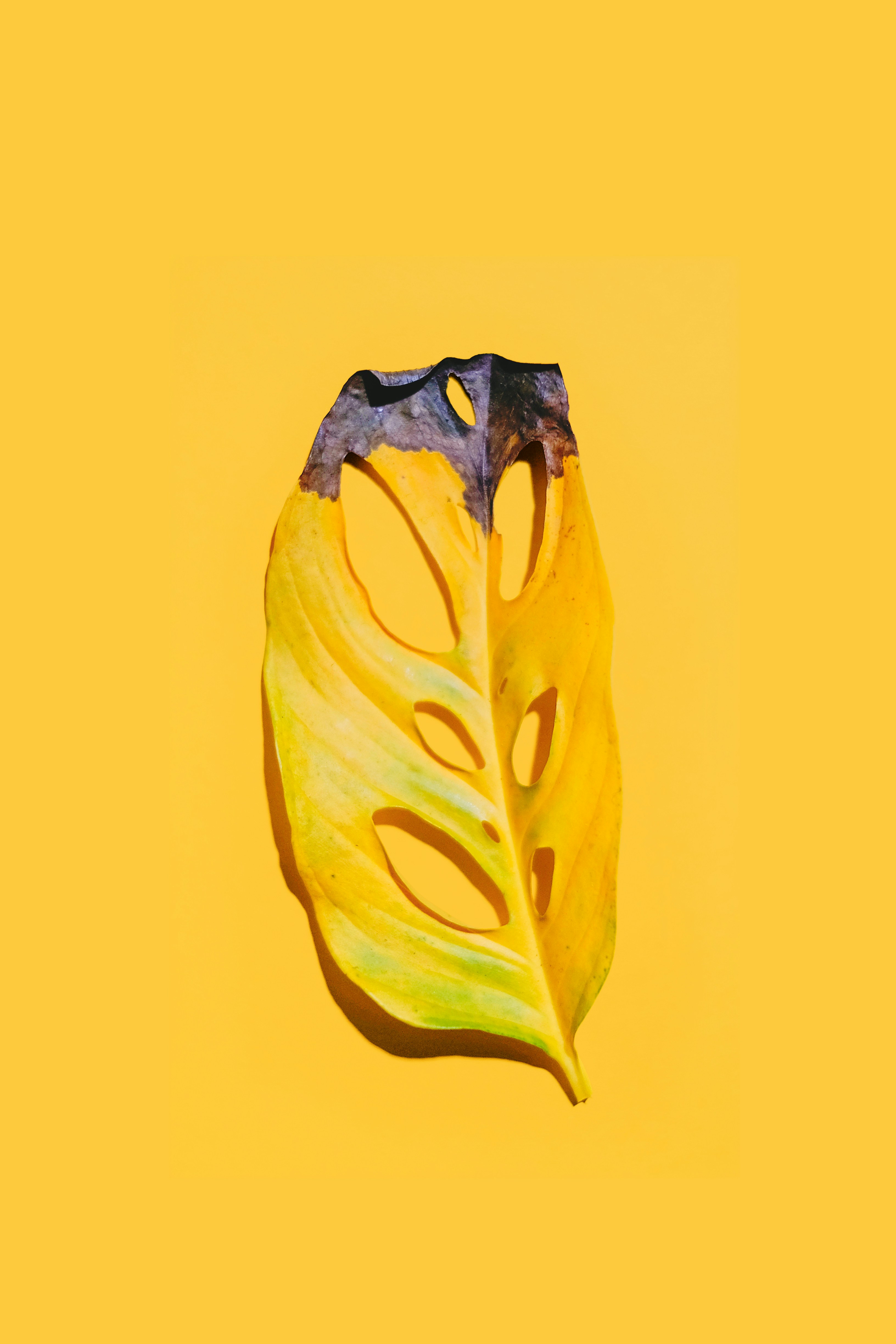 Solar Leaf Skeleton on a Neon Yellow Canvas