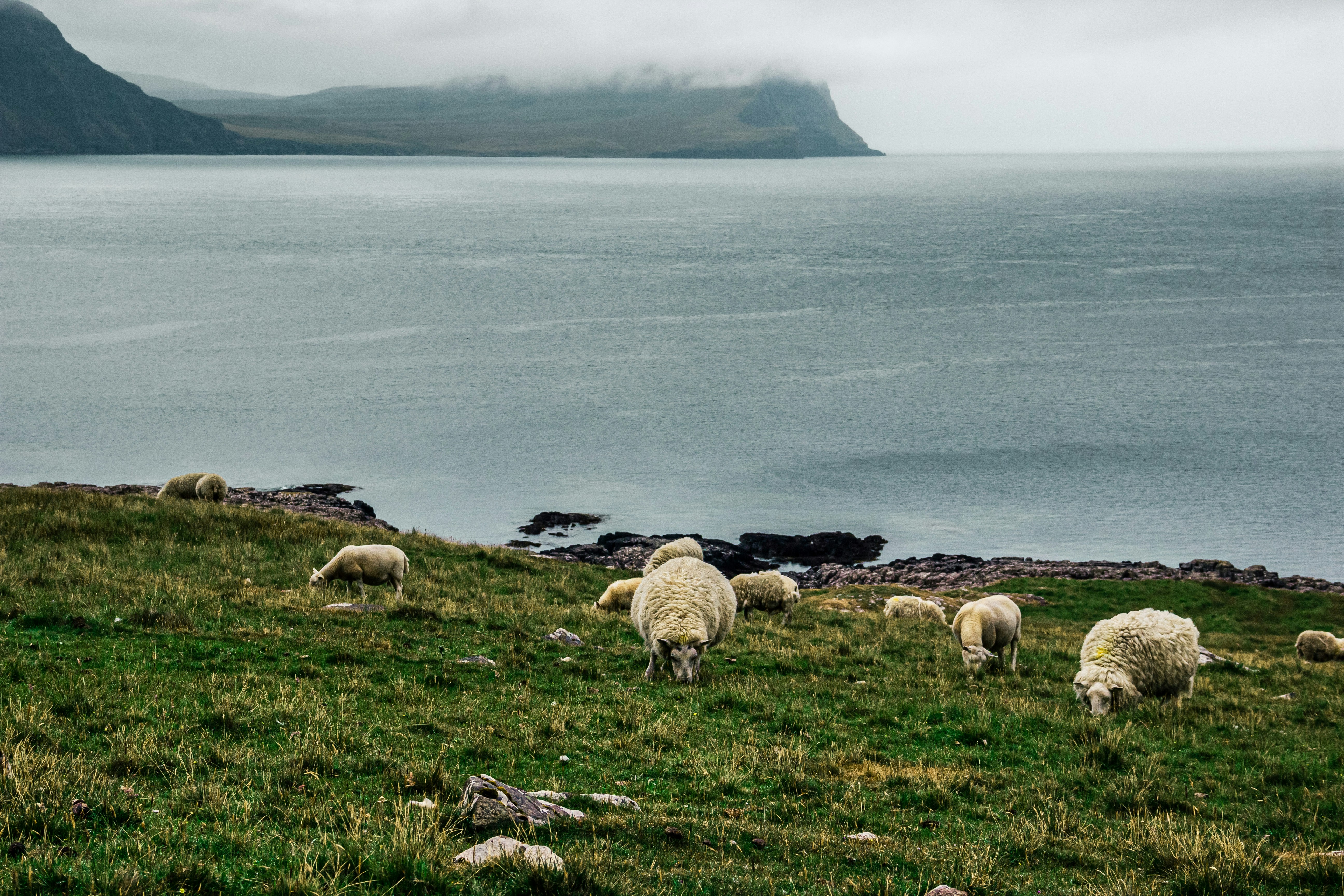 Herd of sheep on green grass field near body of water during daytime ...