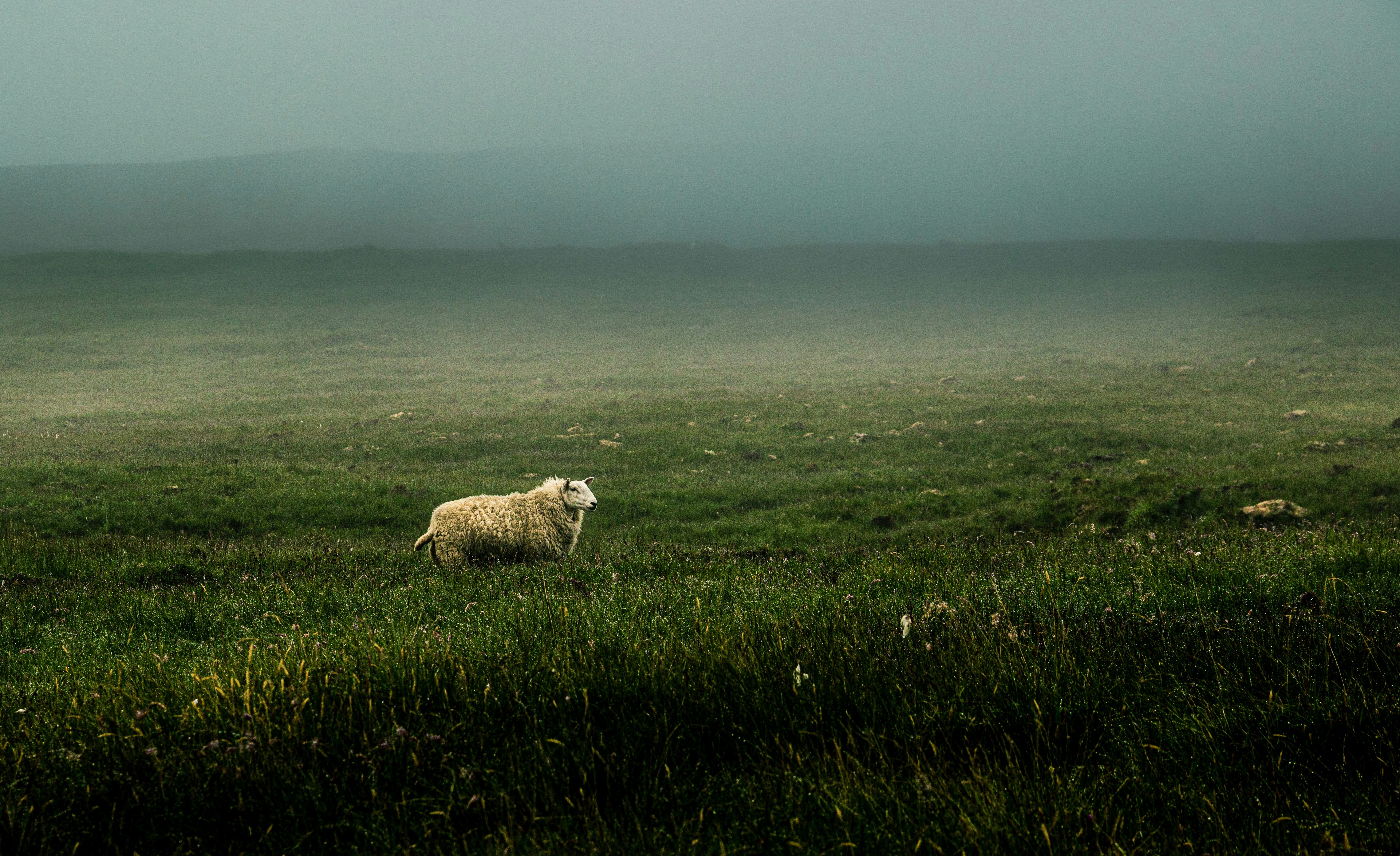 A solitary sheep stands in a misty green pasture, surrounded by a soft veil of fog. The tranquil scene captures the essence of rural serenity.