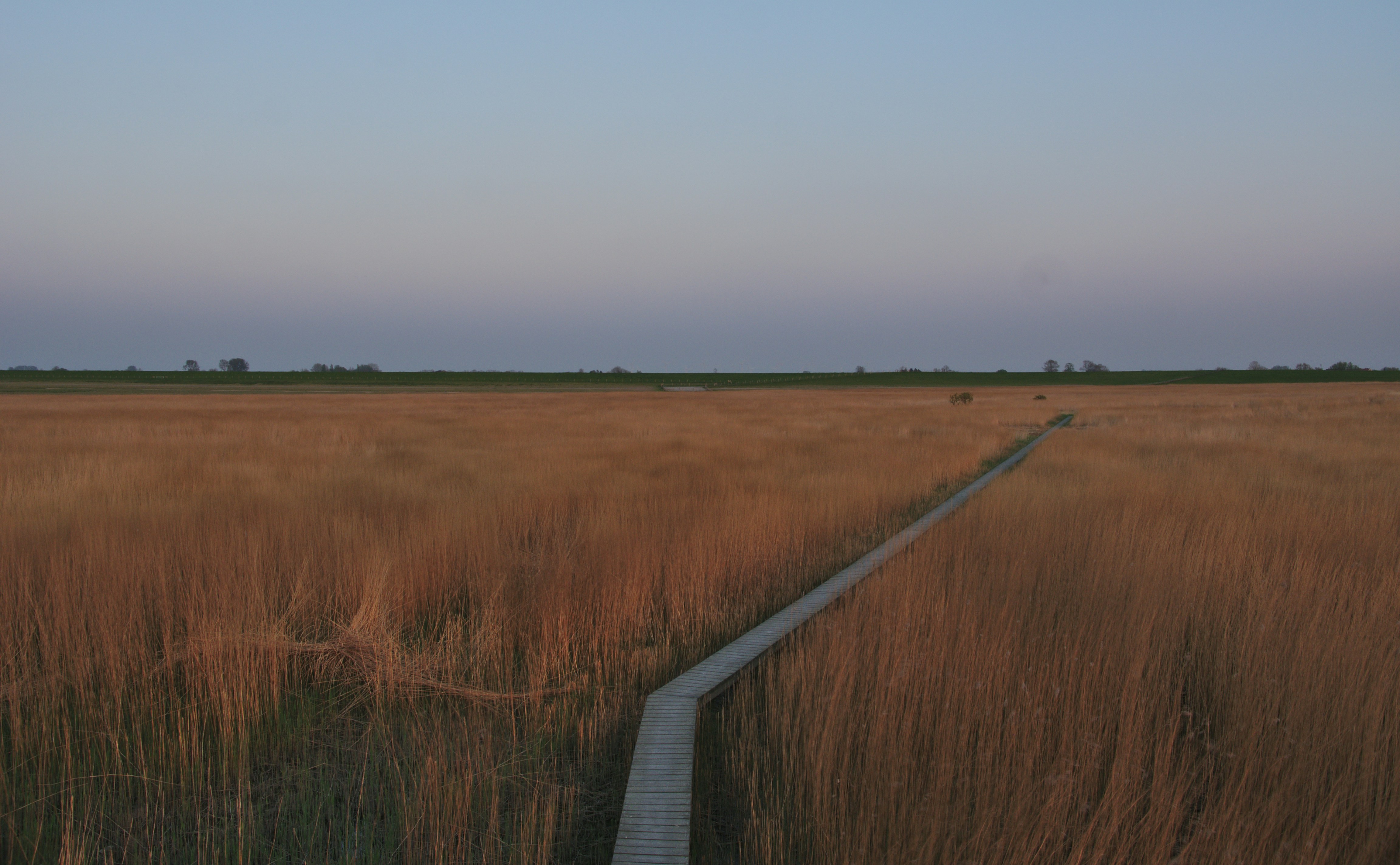 Wooden boardwalk meandering through tall golden grasses under a soft twilight sky.