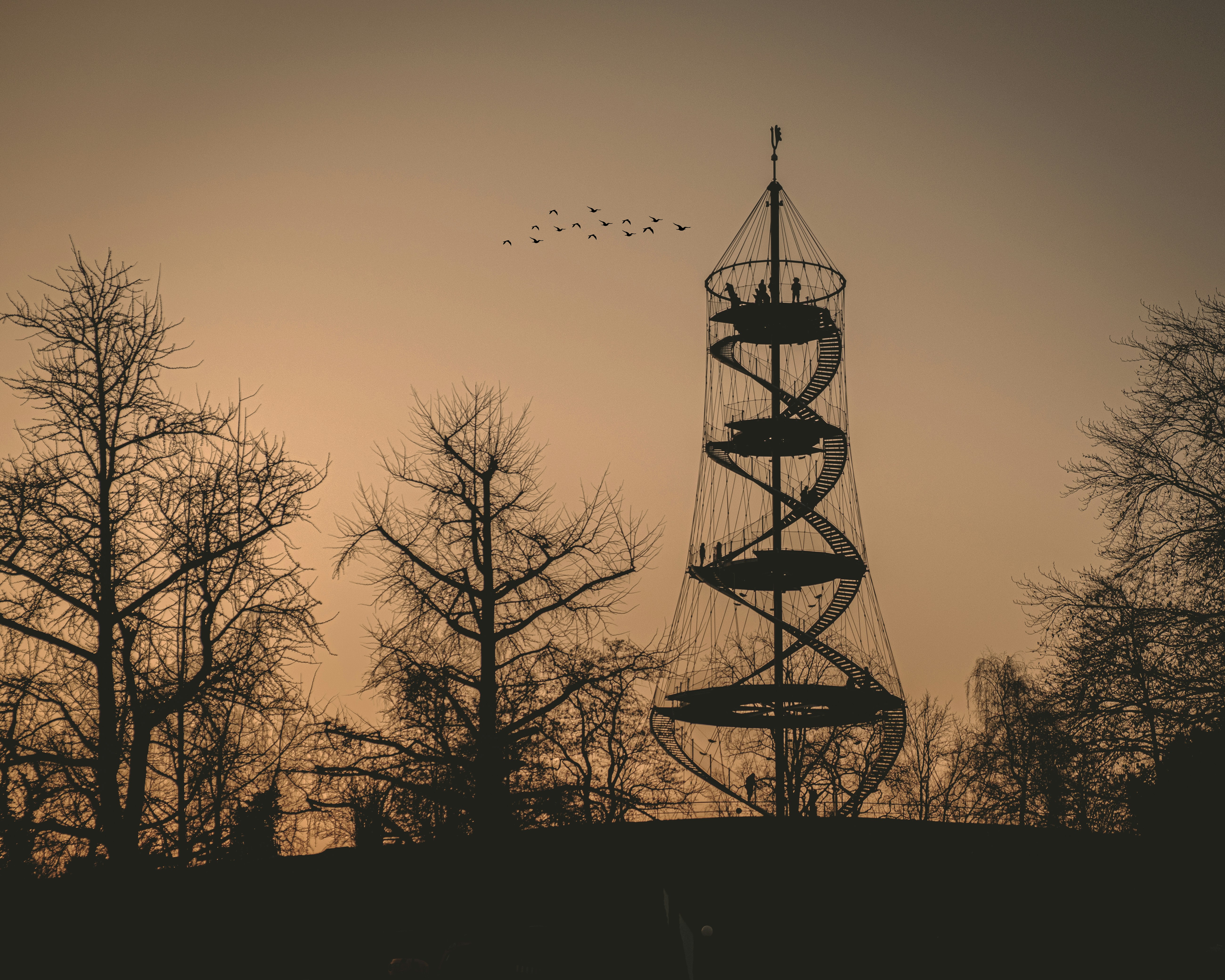 silhouette of bare trees during sunset