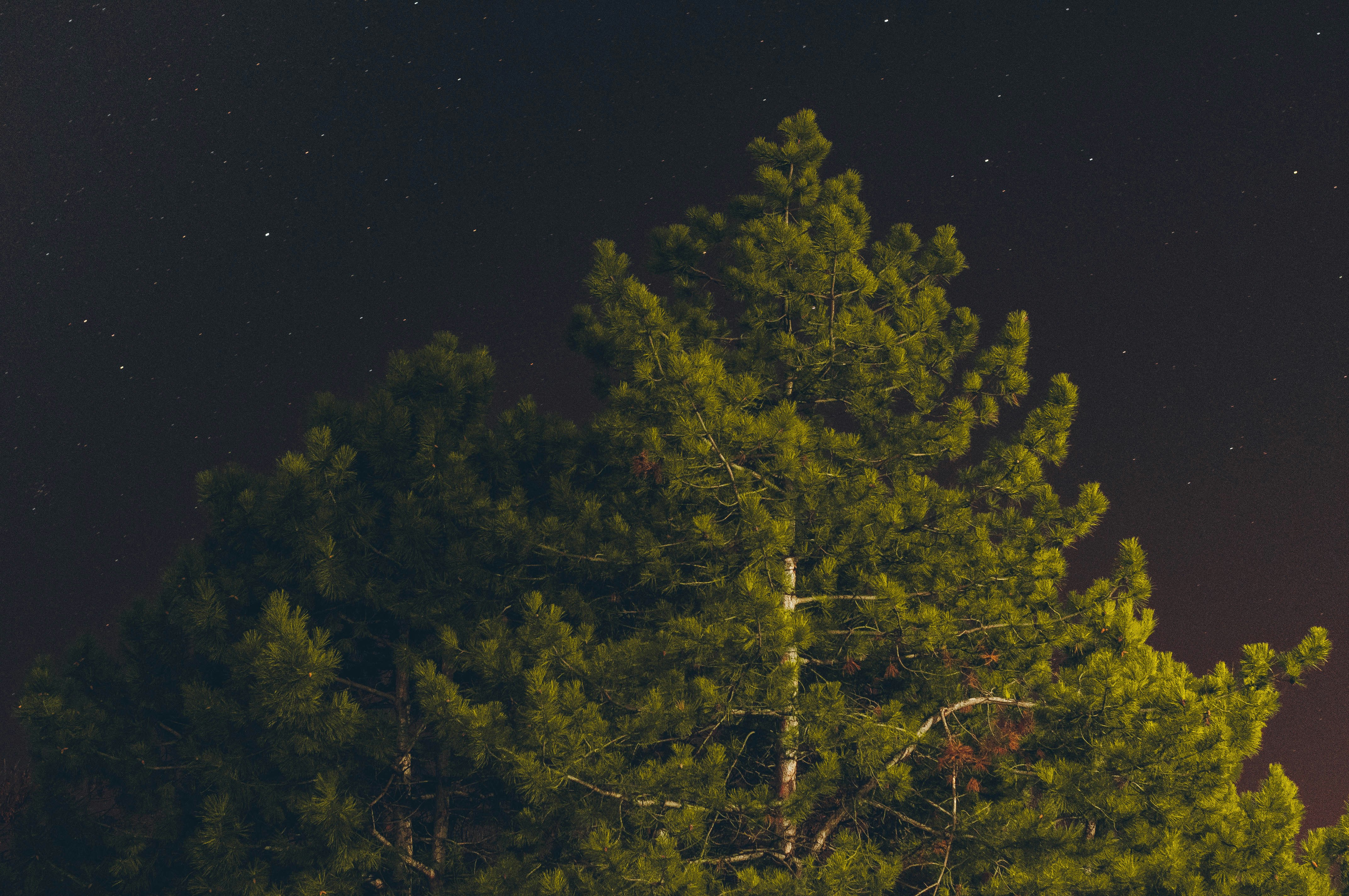 Green and yellow trees during night time photo – Free Grey Image on ...