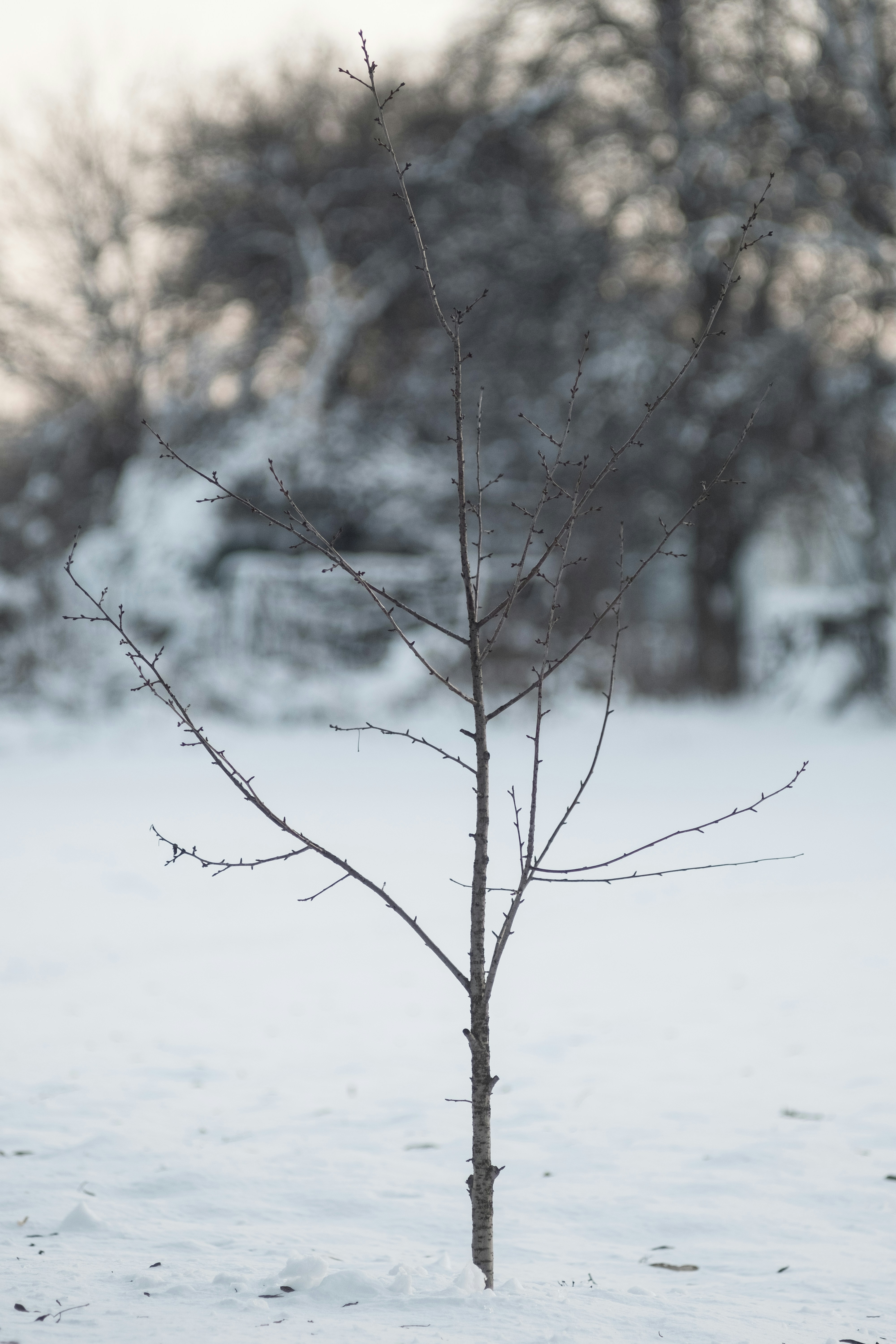 Young Tree Pictures | Download Free Images on Unsplash