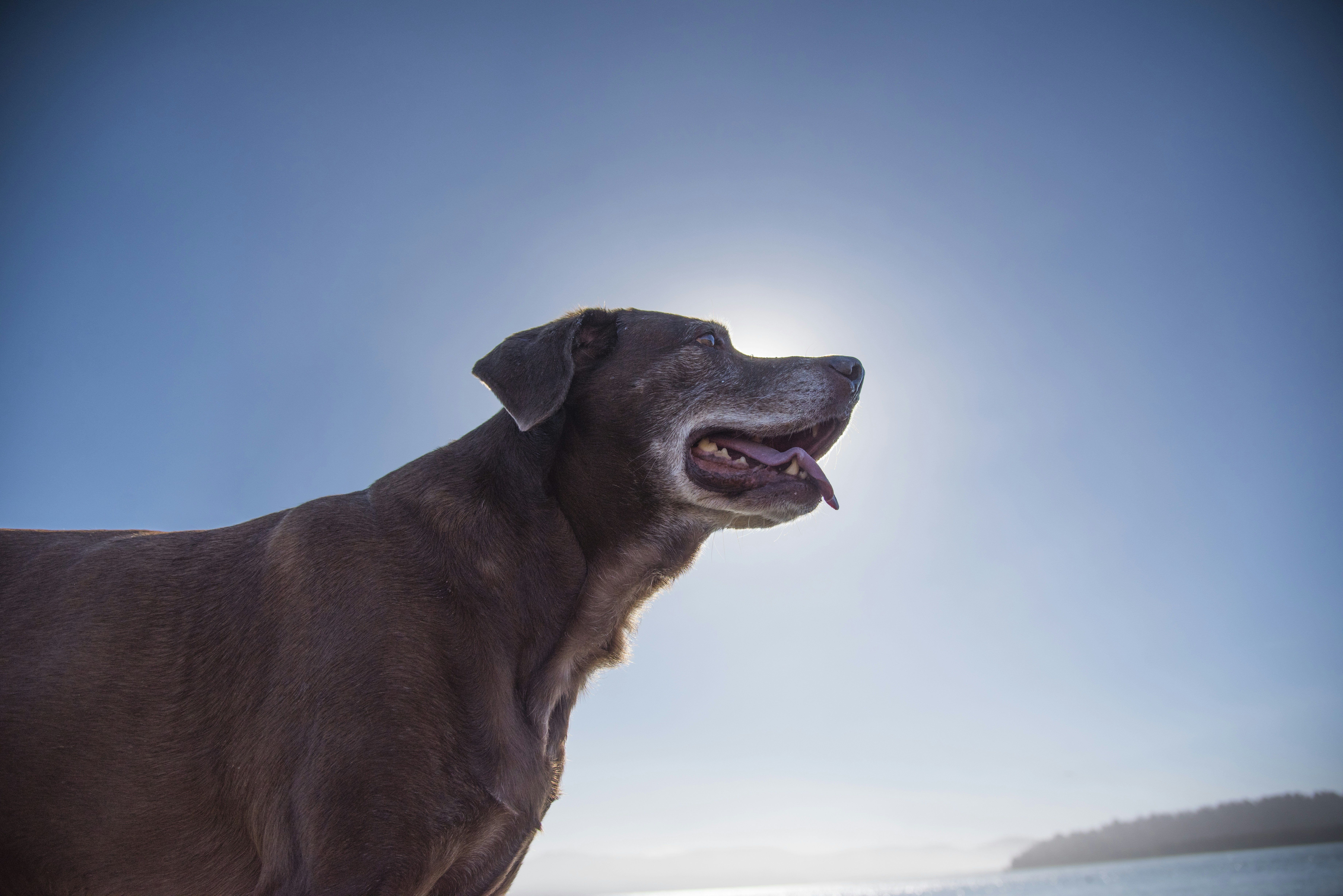 A dog stands proudly against a bright sky, with sunlight creating a halo effect around its head. The scene captures the essence of a carefree beach day.