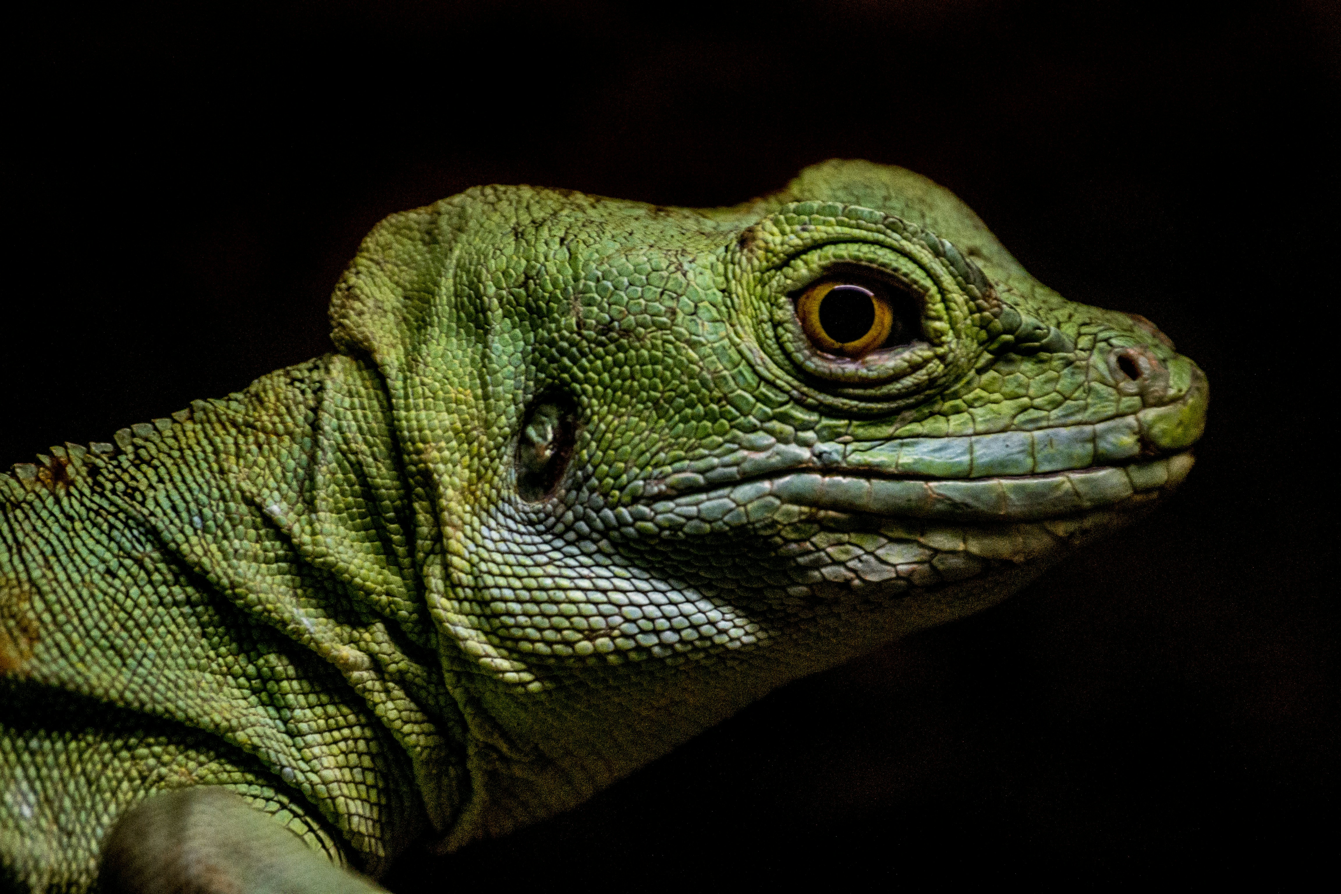 Green and white lizard in close up photography photo – Free Animal ...
