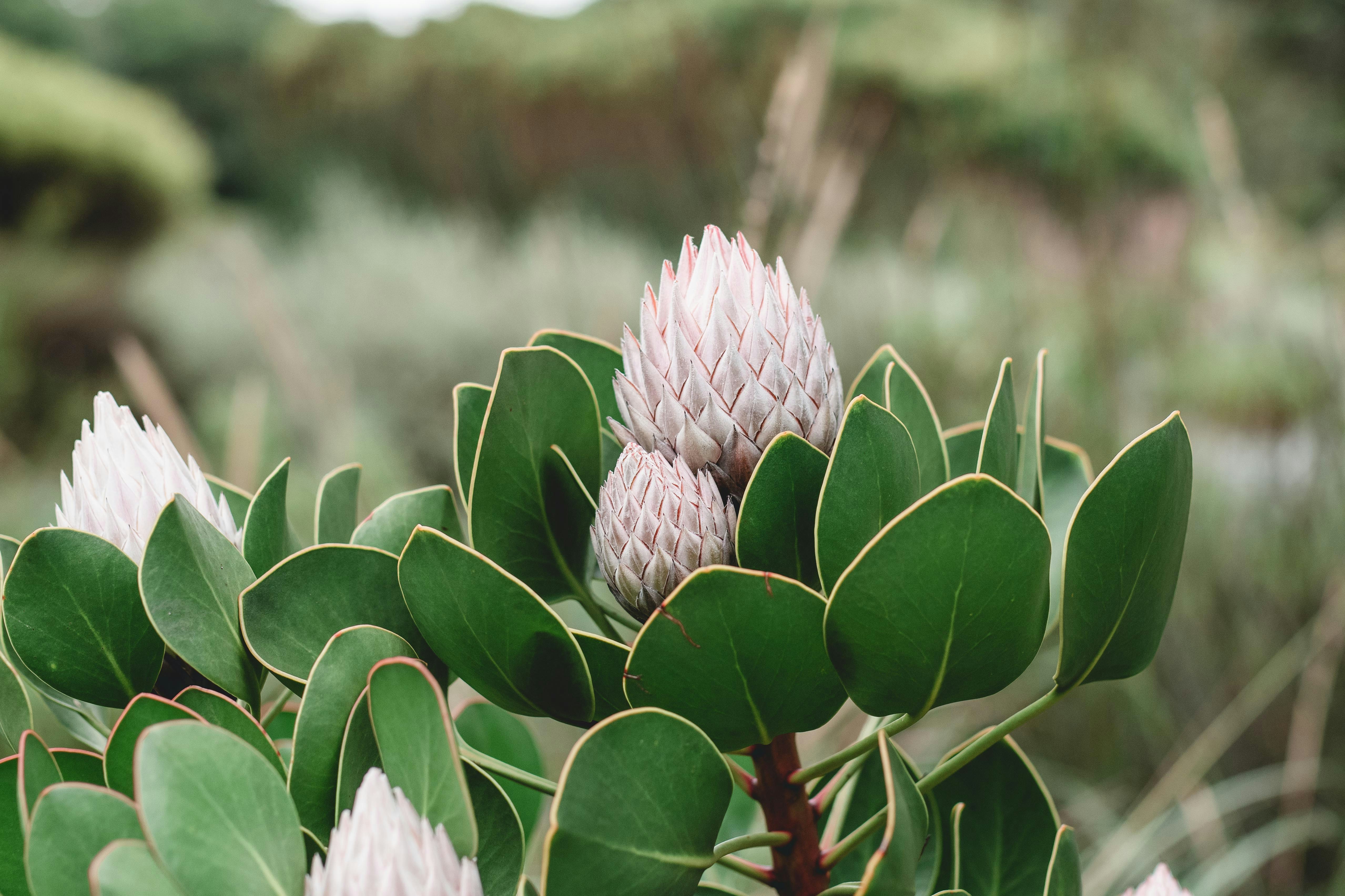 Close-up of protea flowers nestled among lush green leaves in a natural setting.