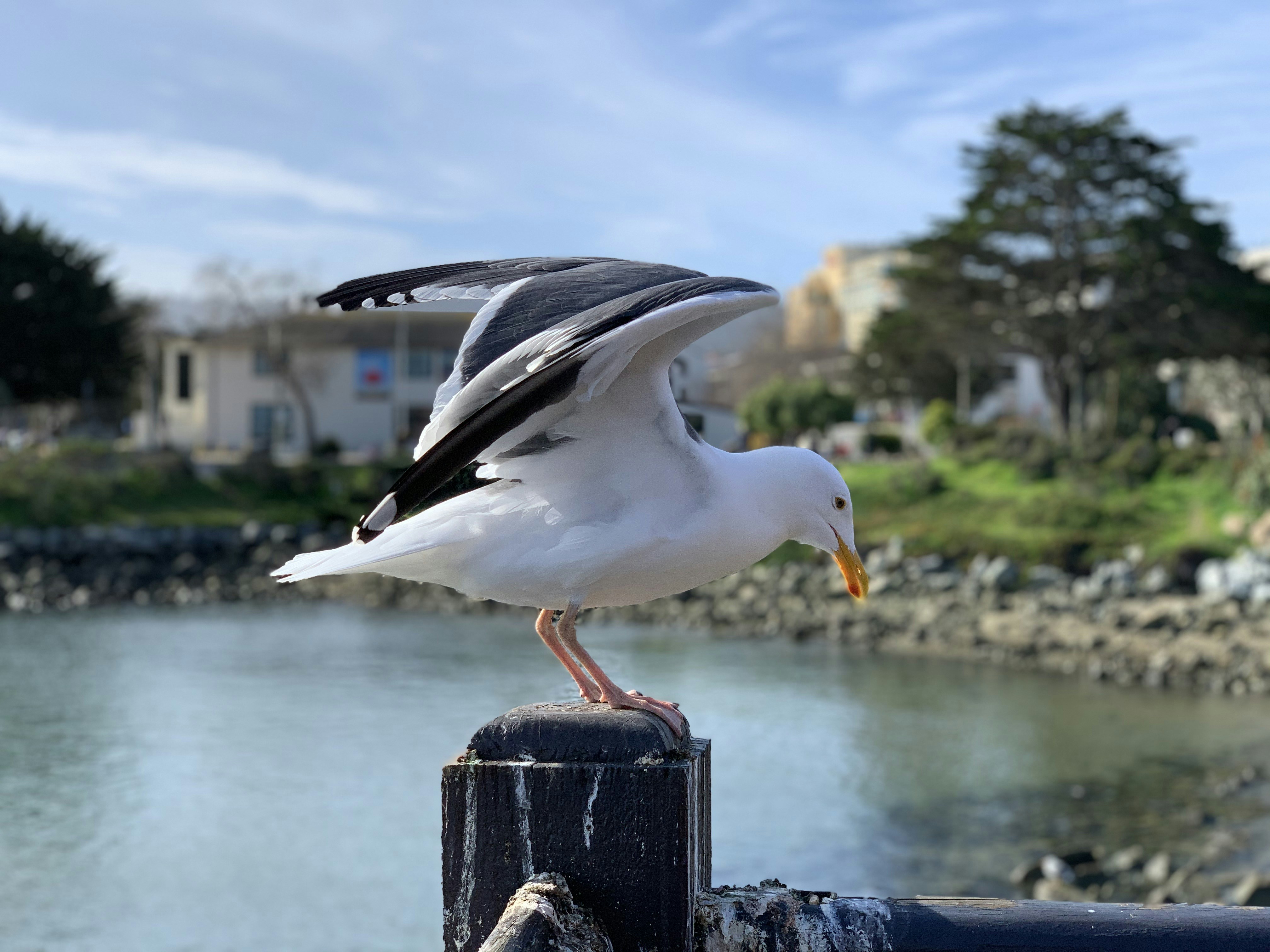 white and black bird on black concrete post near body of water during daytime