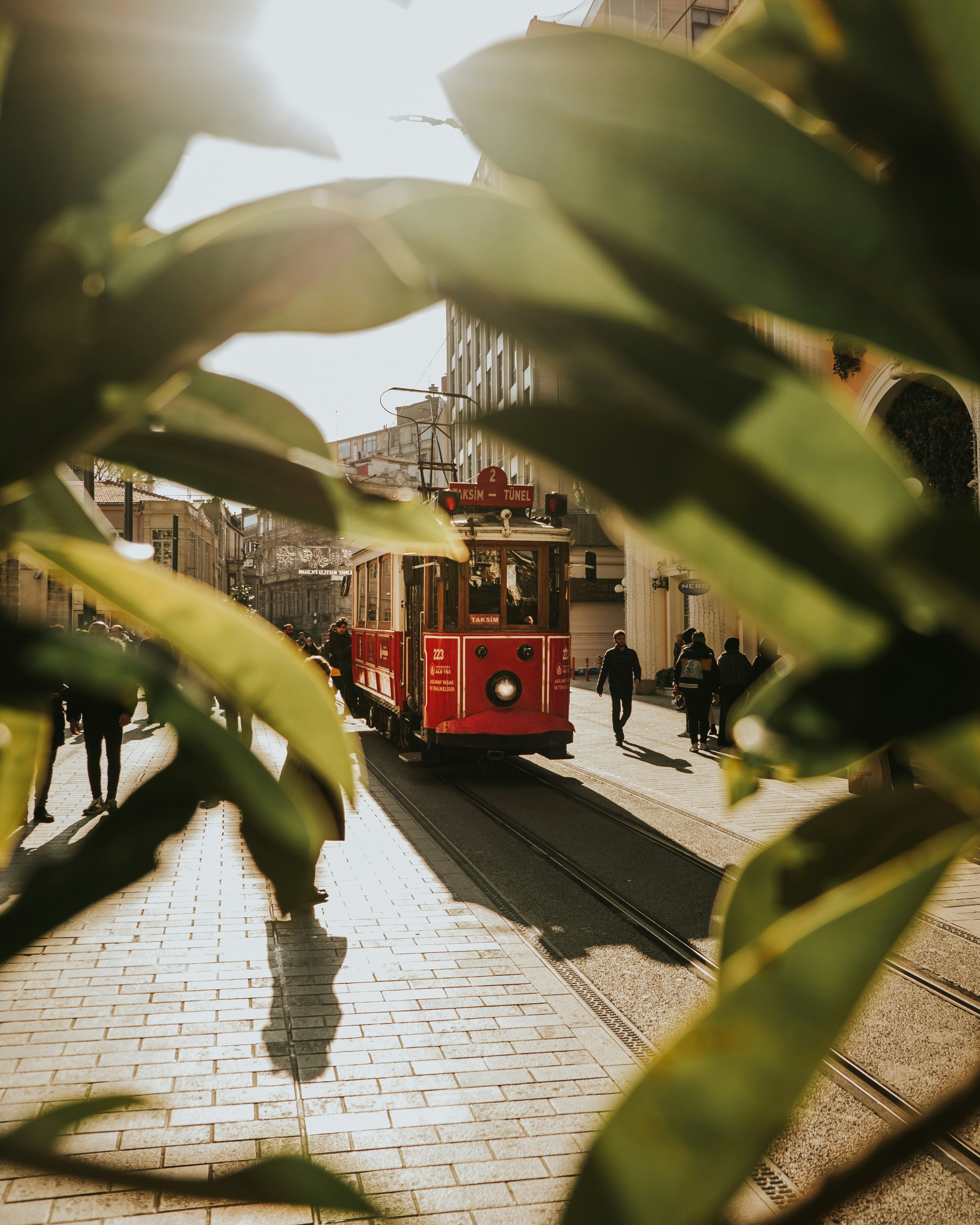 Red tram amid leafy frame: city sunlit streetcar scene