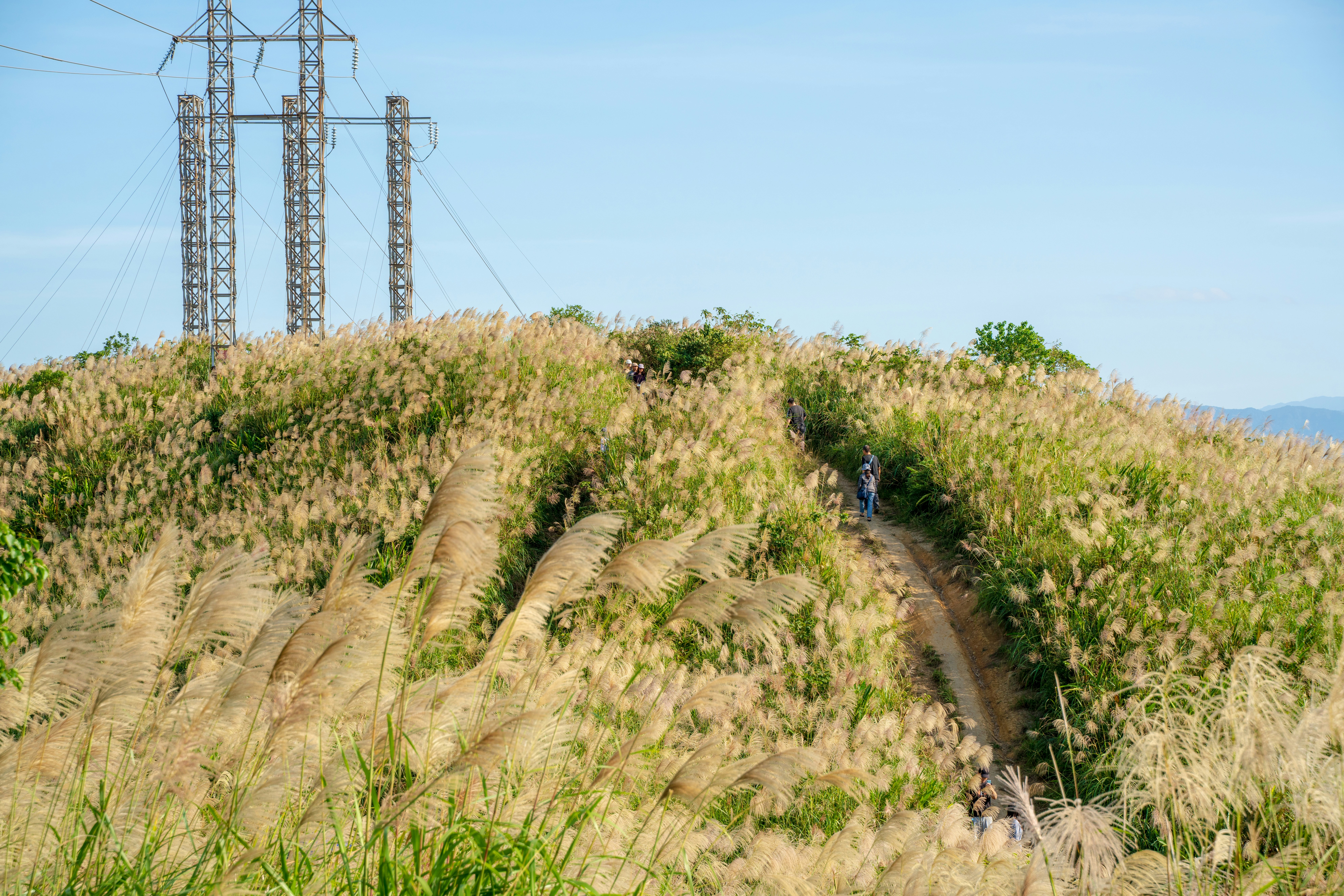 A winding path leads through tall golden grasses under a clear blue sky, with power lines standing tall in the background.