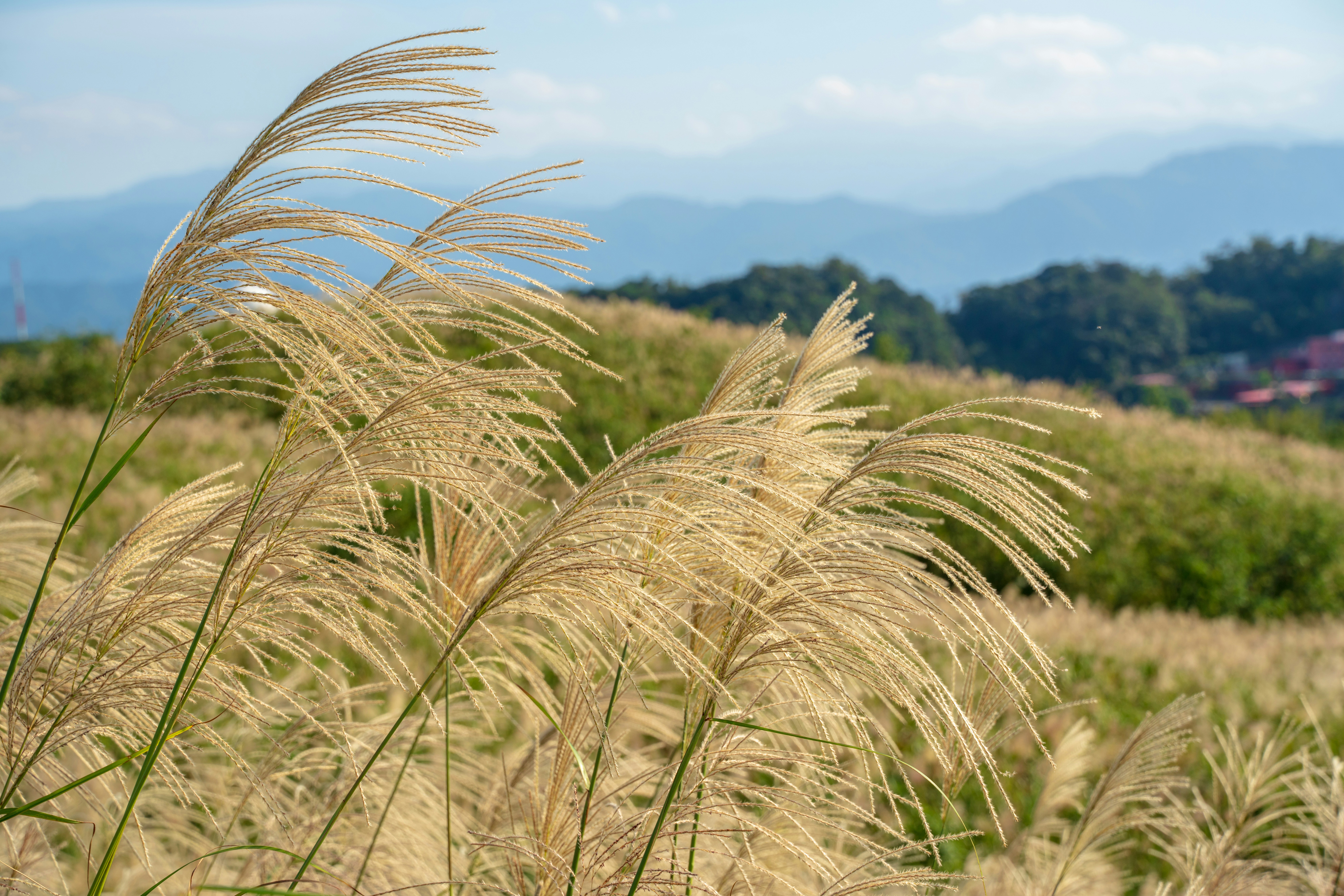 Golden Reeds Against a Quiet Mountain Meadow