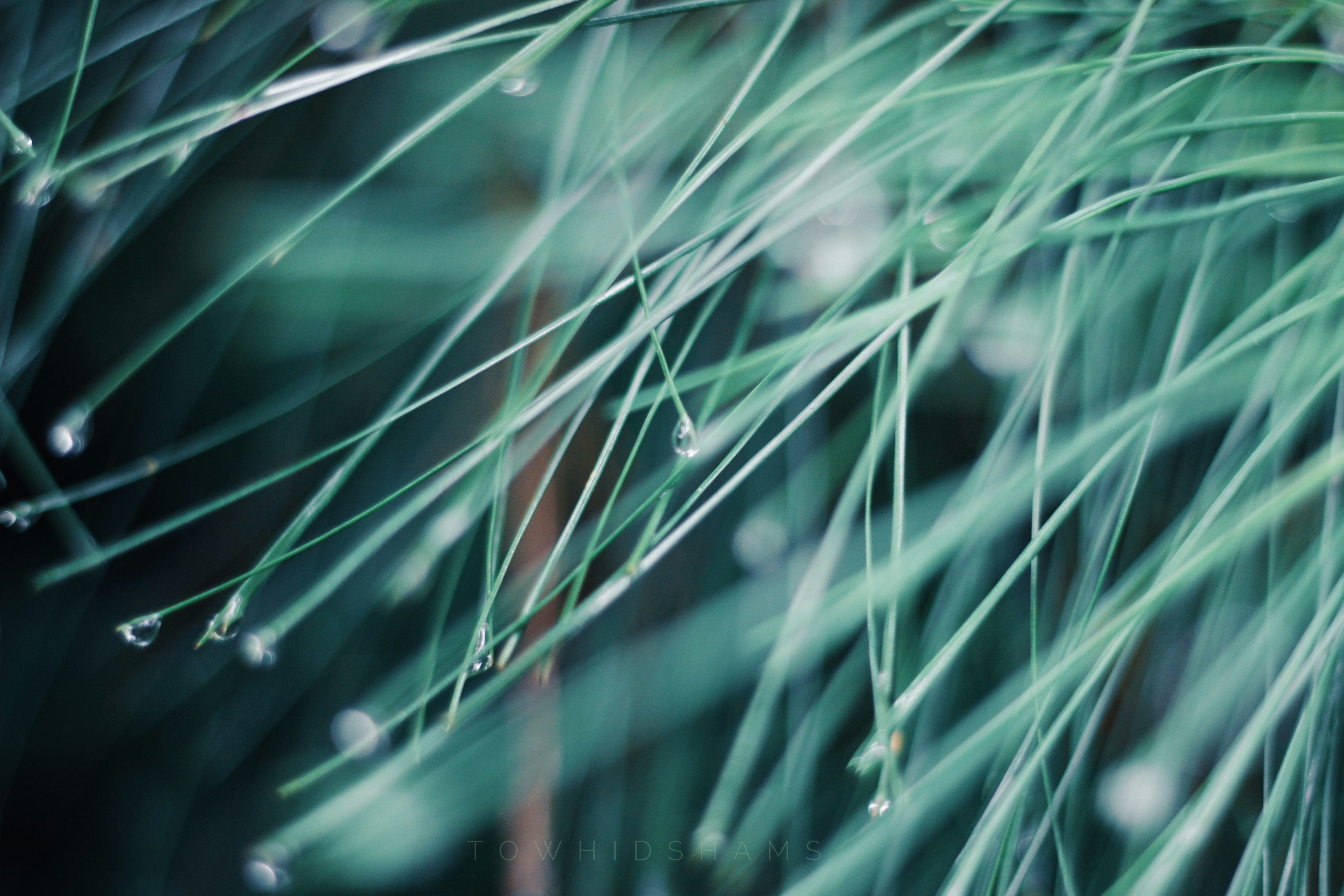 Green grass in close up photography photo – Free Gilan Image on Unsplash