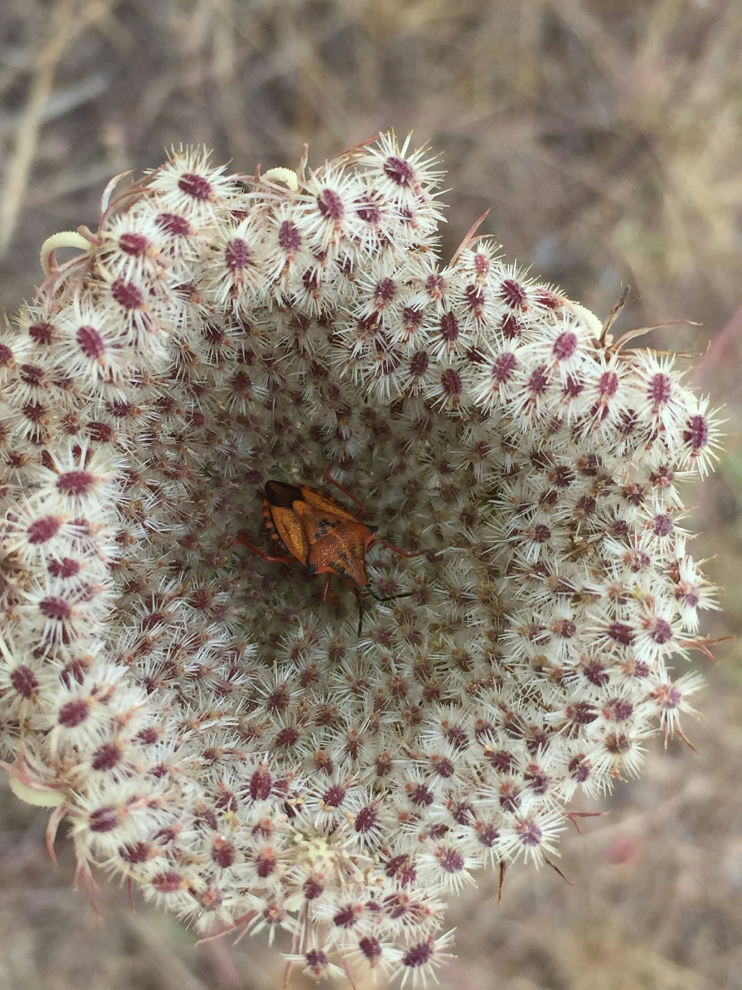 tiny homes for tiny creatures I