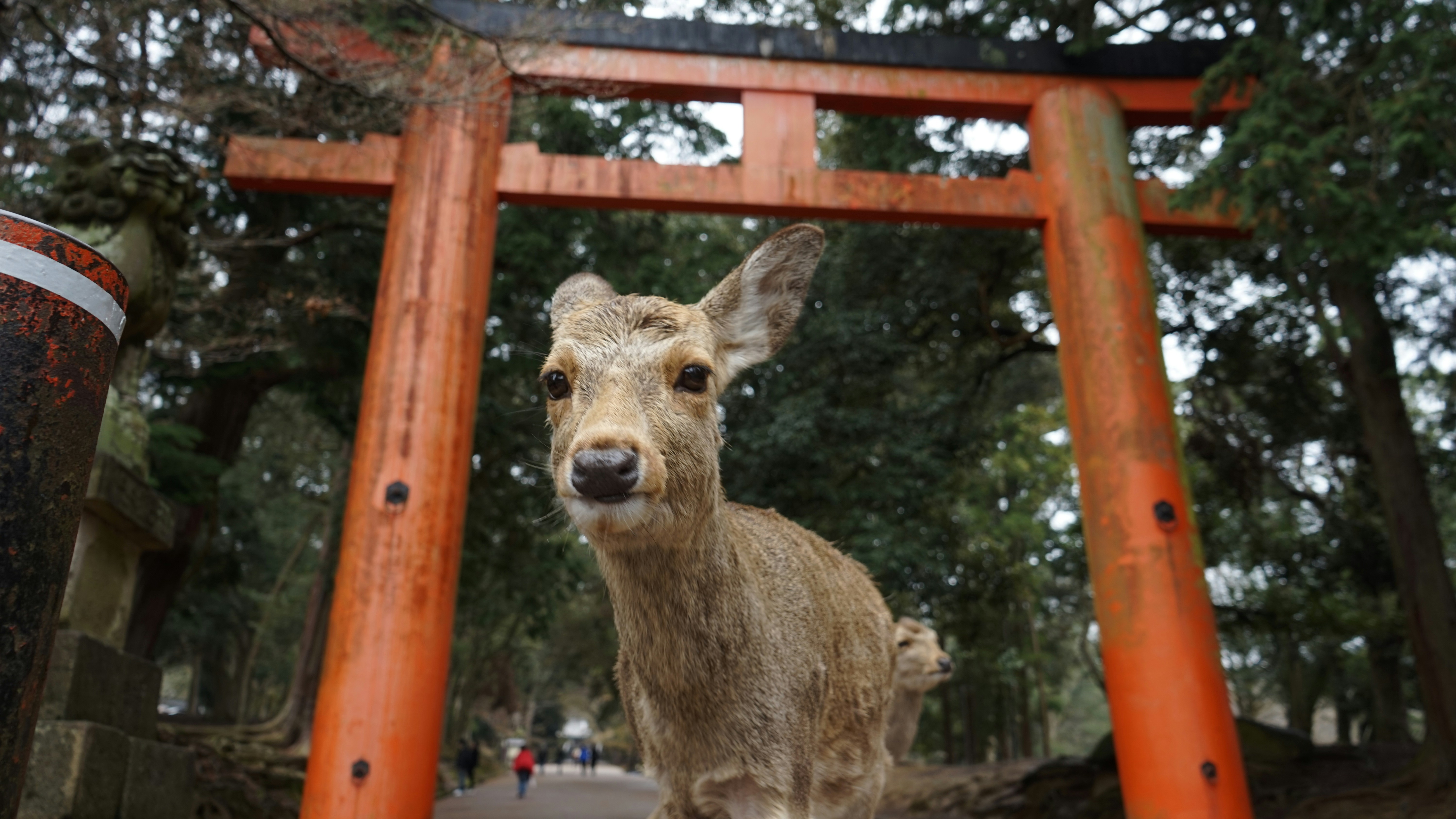 Curious Deer Under a Vermilion Torii