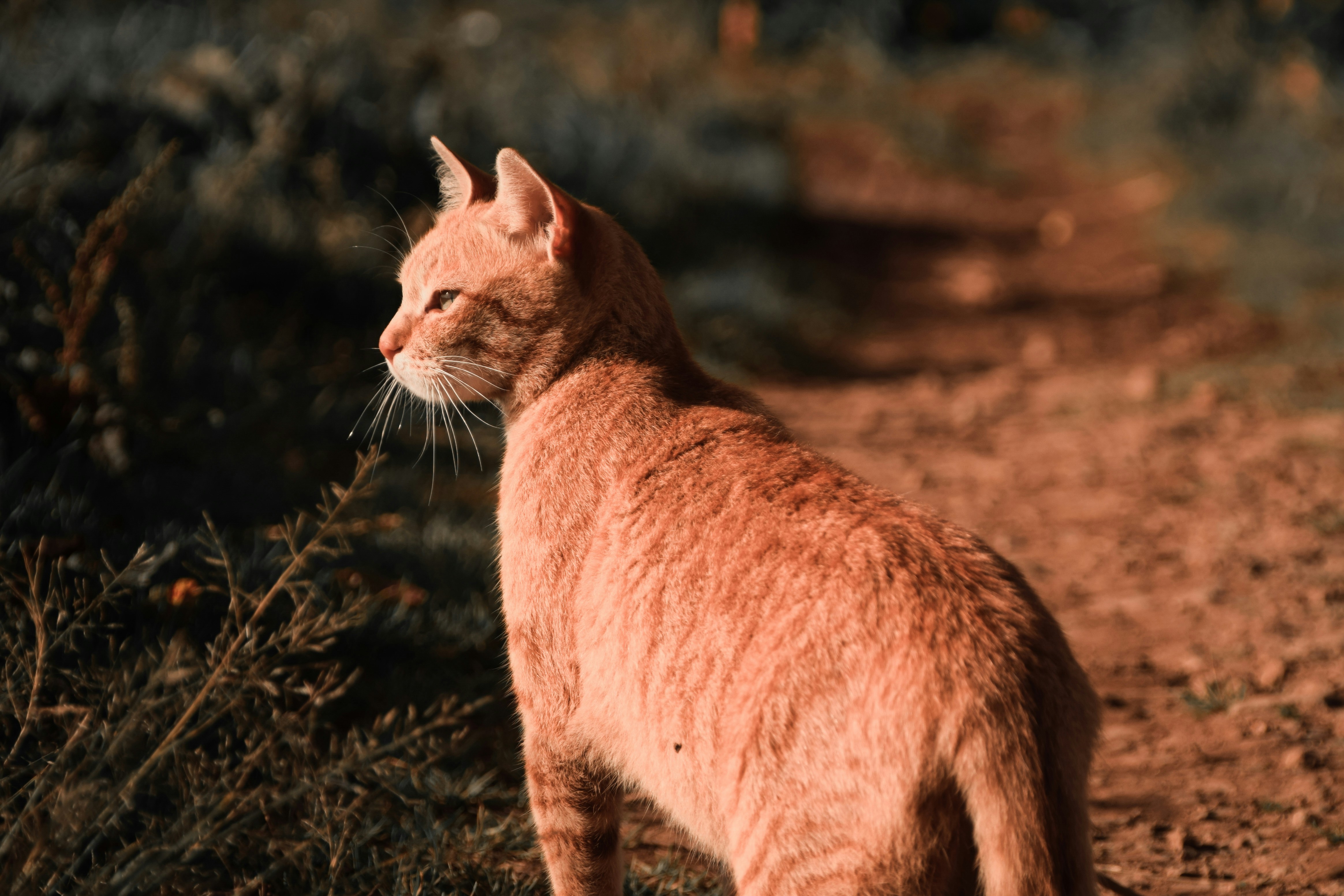 Sunlit Ginger Cat on a Rustic Path