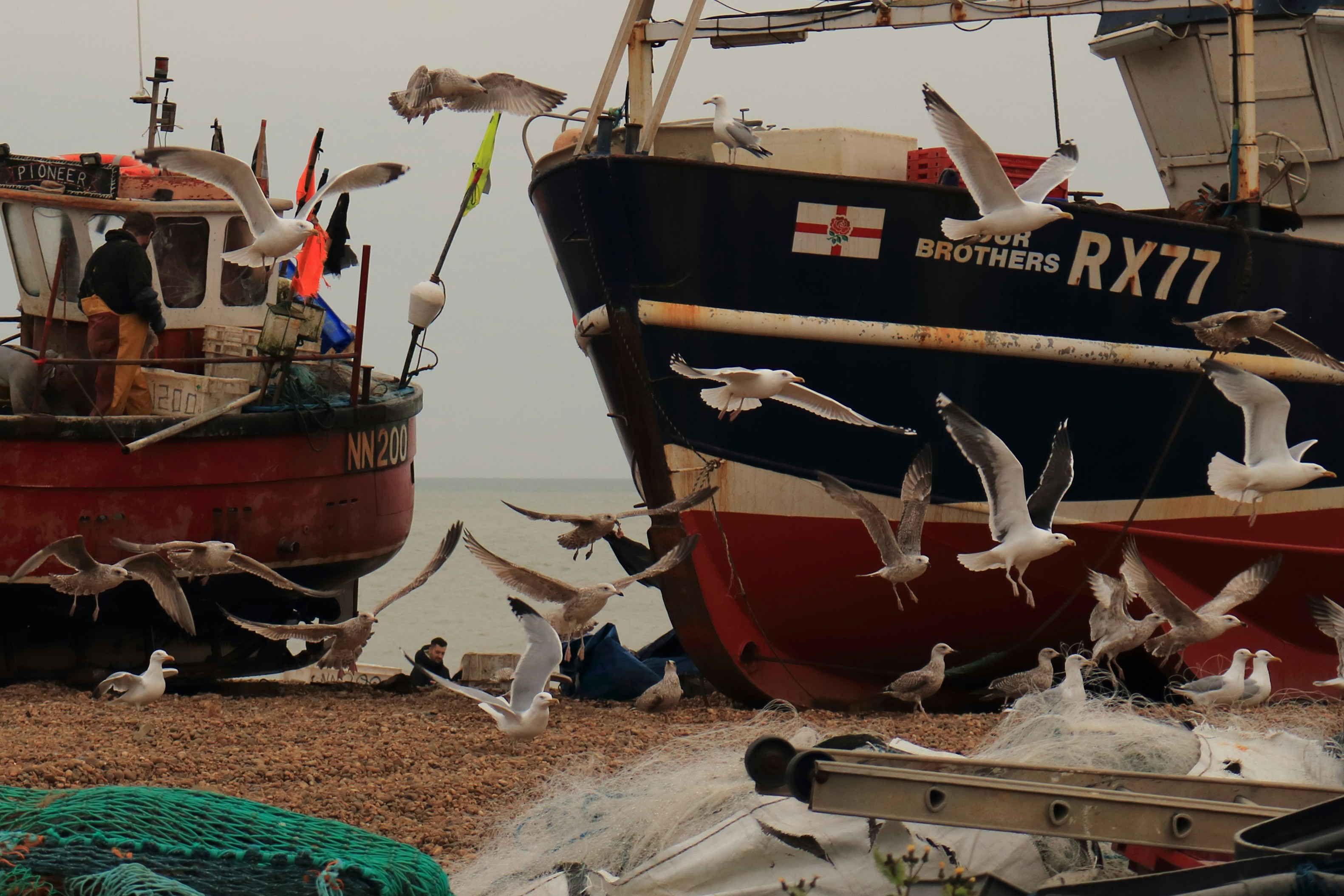 Seagulls swarm around docked fishing boats on a pebbled beach.