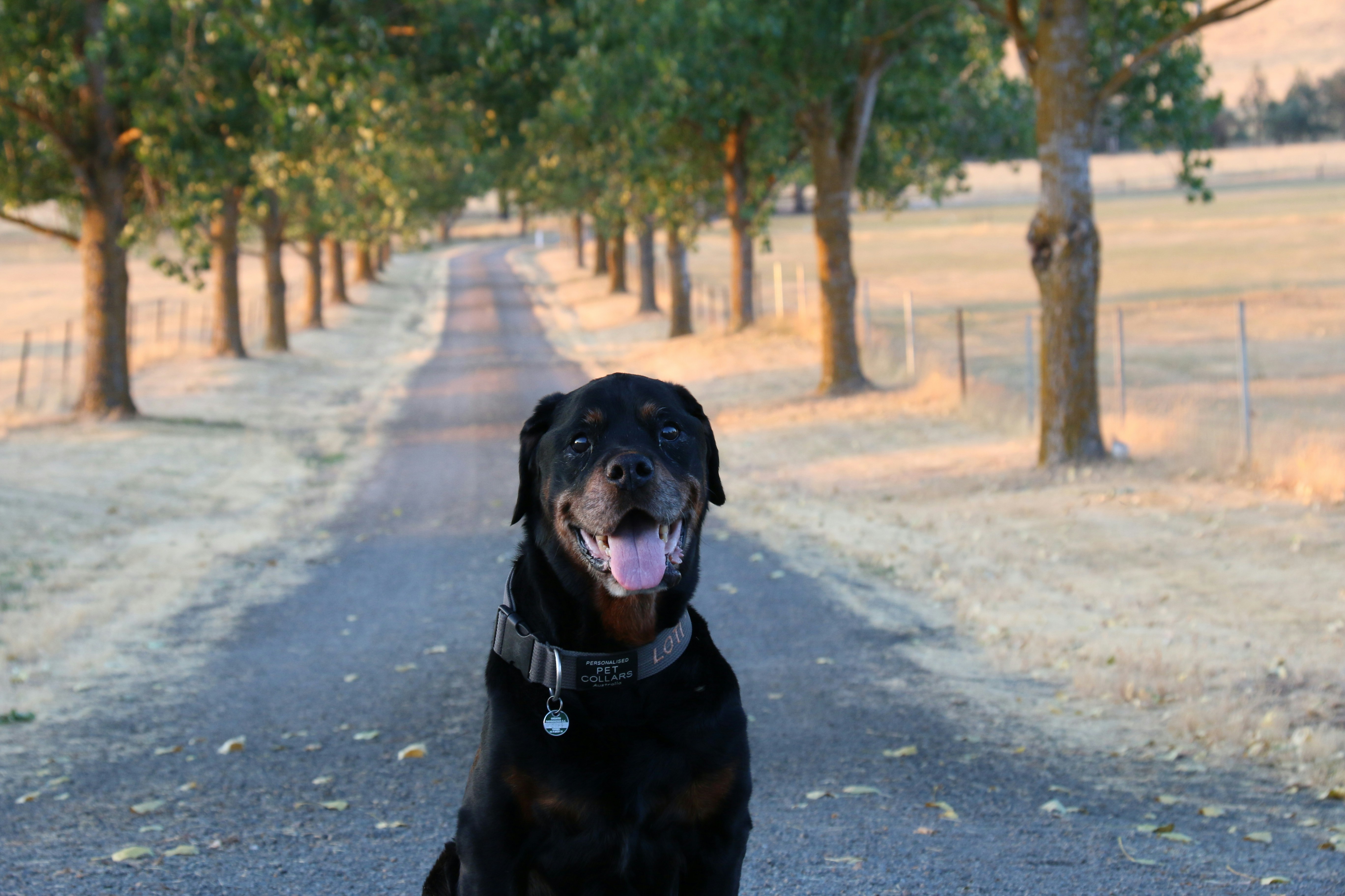 black short coated dog on road during daytime