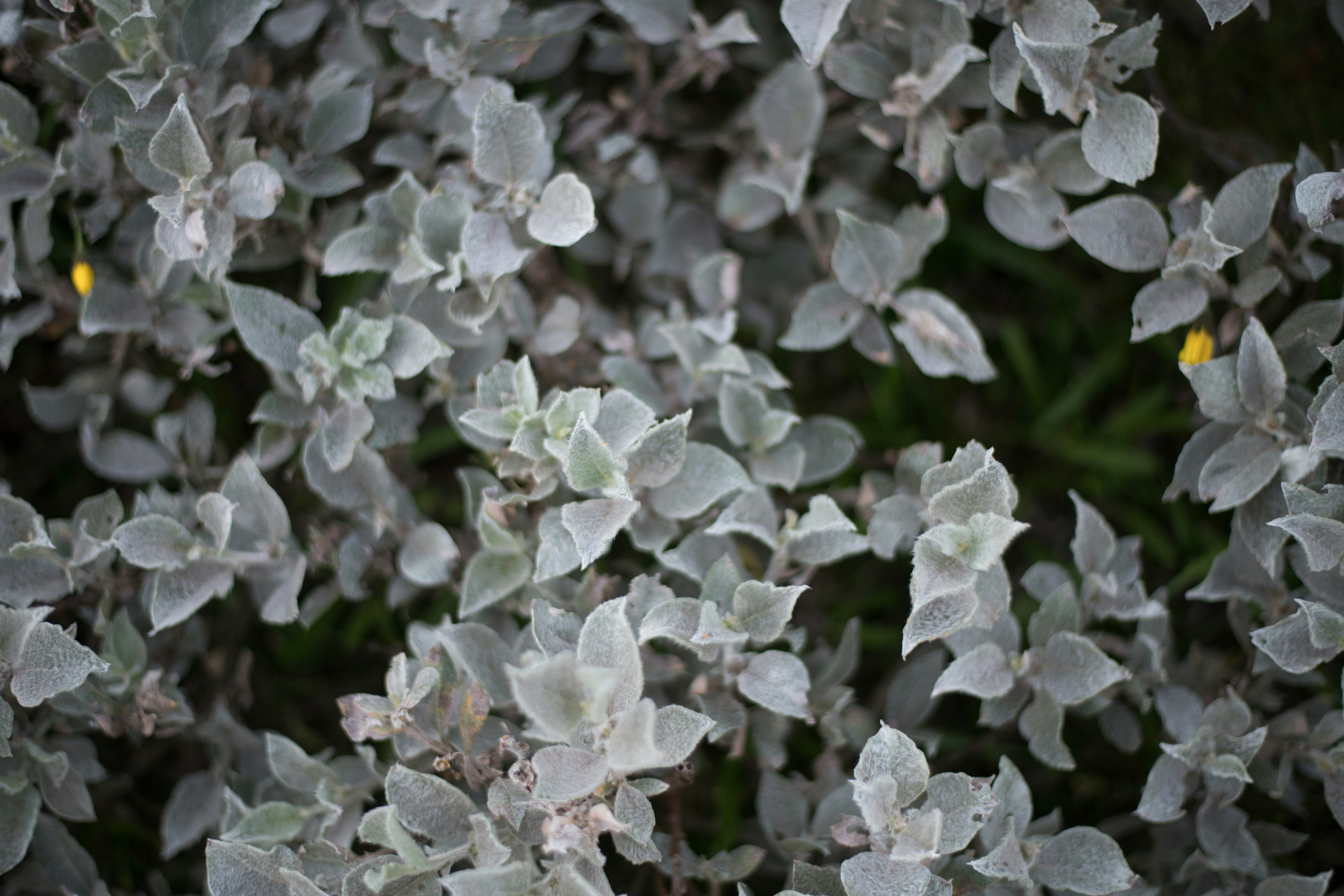 Dusty Miller Velvet: A Macro Portrait of Silvery Leaves in Quiet Shade