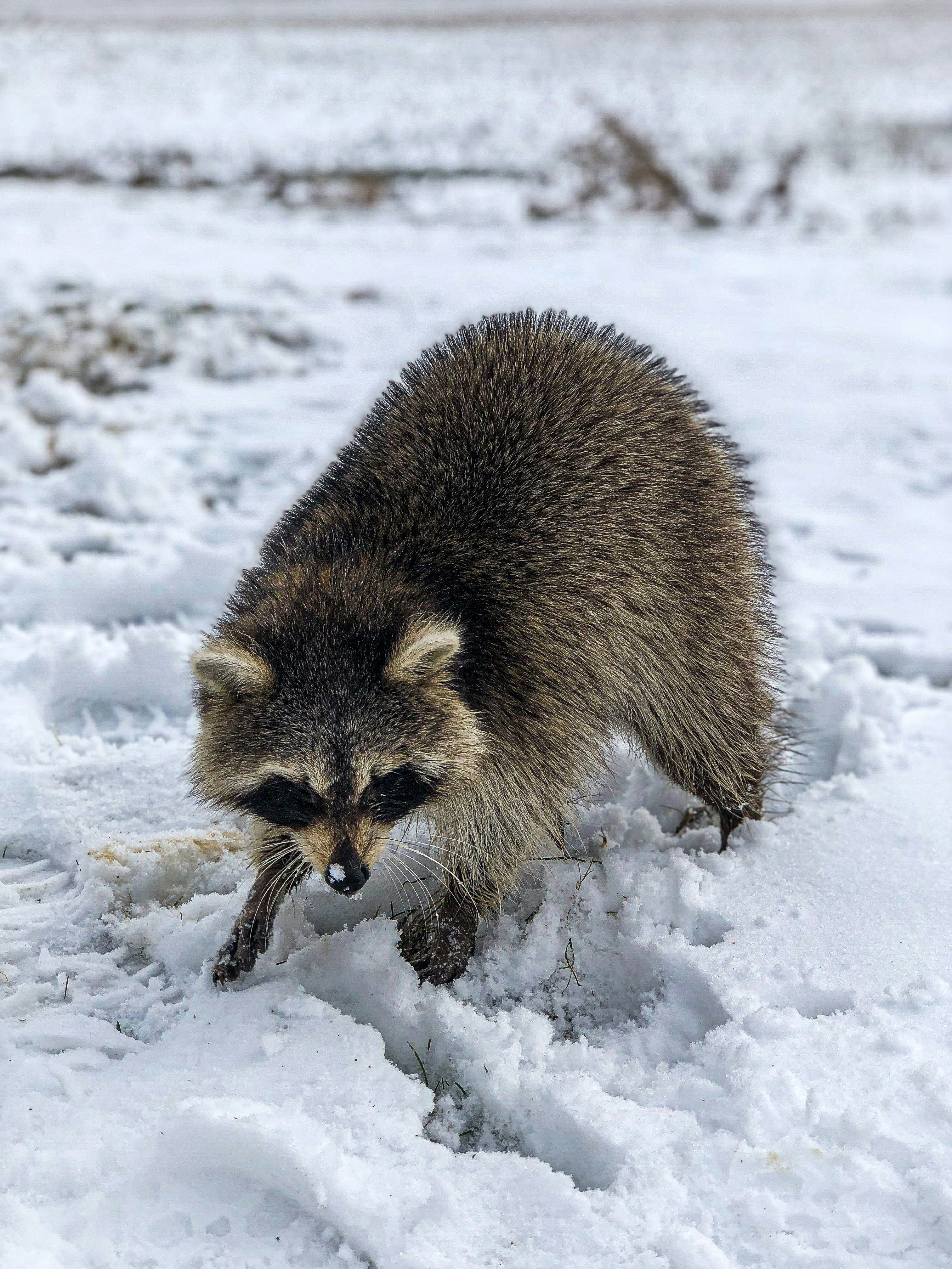Raccoon foraging through a snowy landscape, showcasing its distinctive facial markings and thick fur.