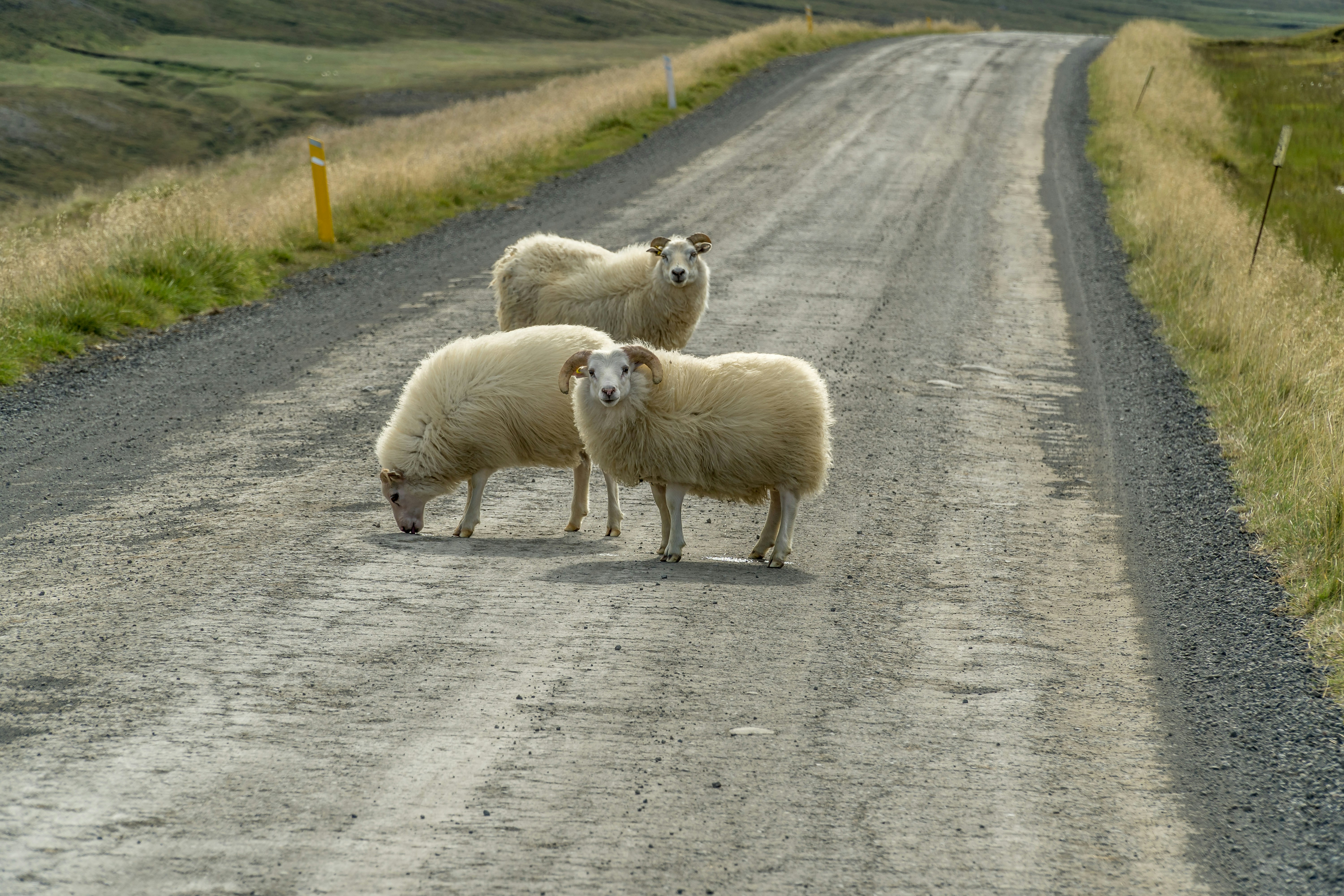 Three Sheep Pause on a Weathered Country Road