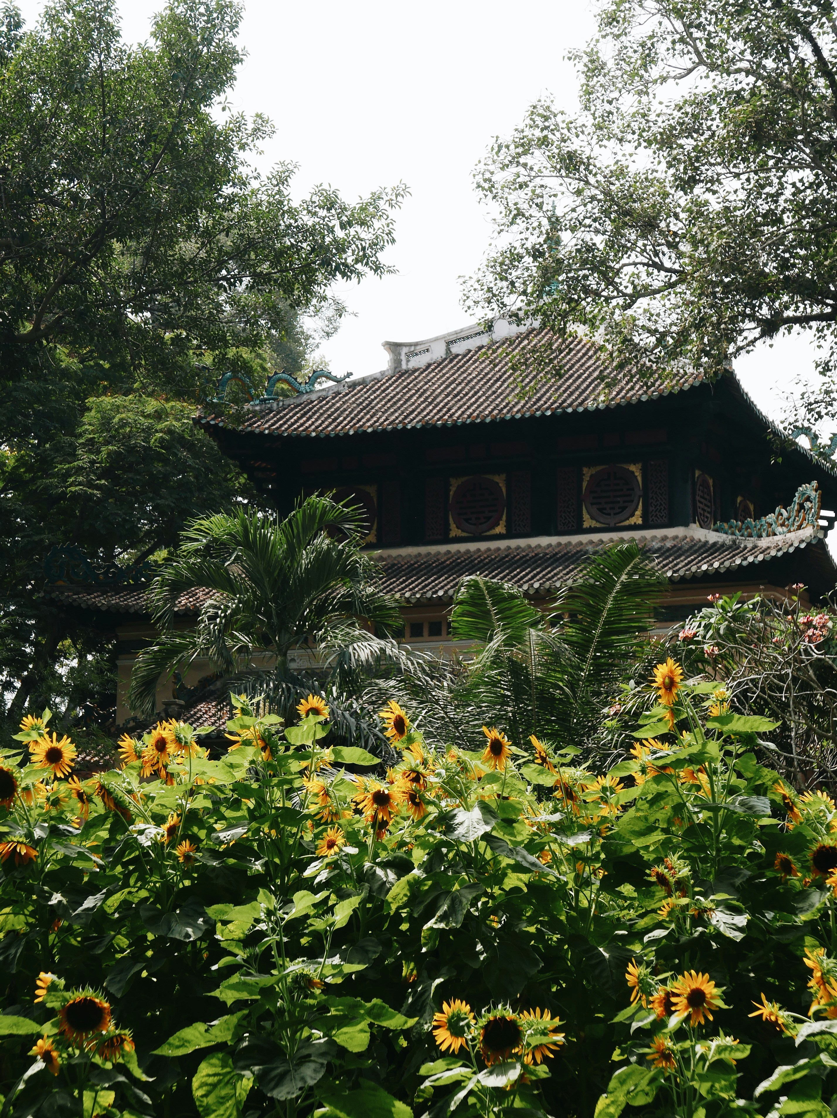 Sunflower Courtyard and Traditional Pavilion