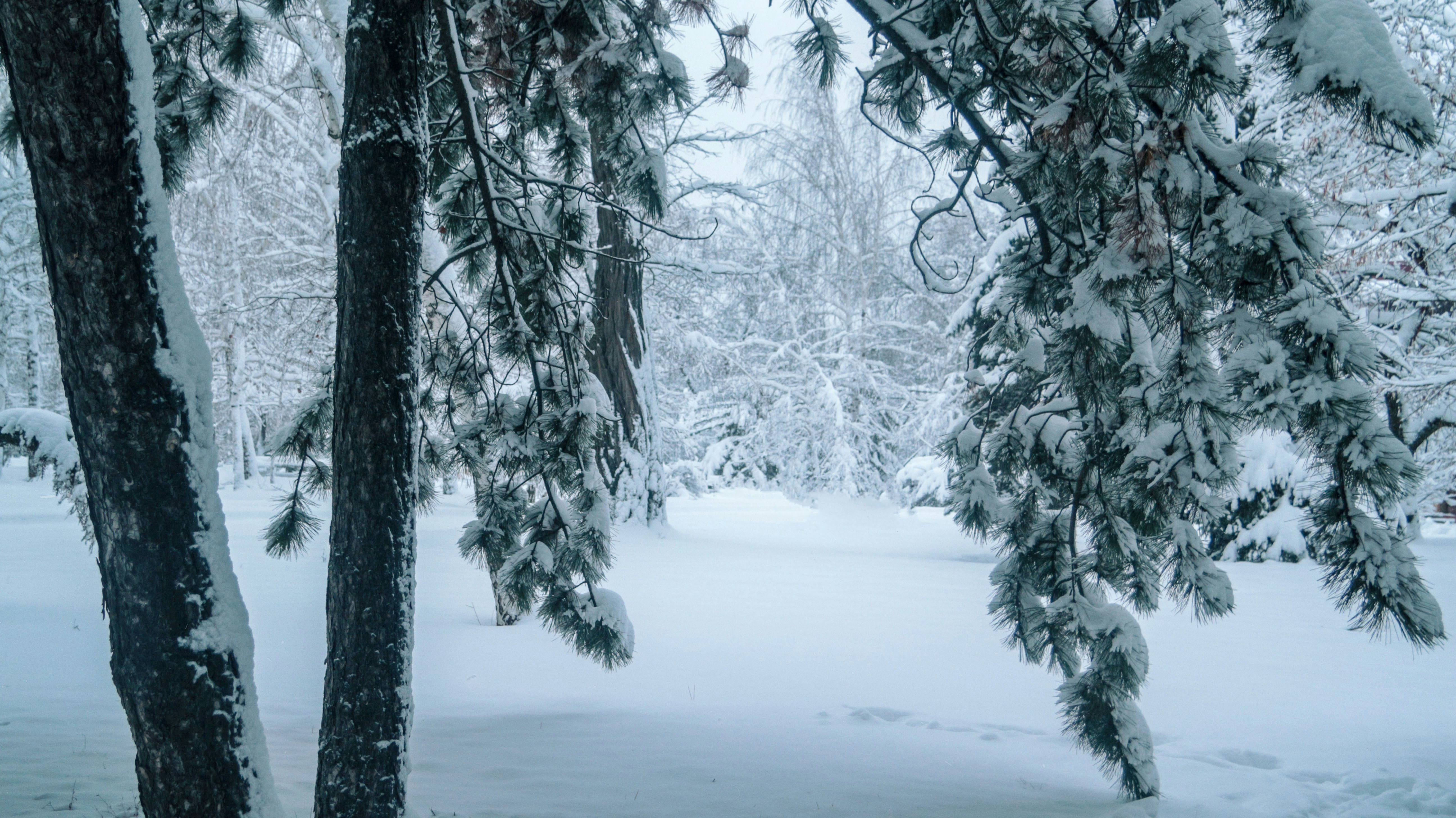 Snow-laden branches frame a serene winter landscape, where a blanket of white covers the ground and trees in a tranquil forest setting.
