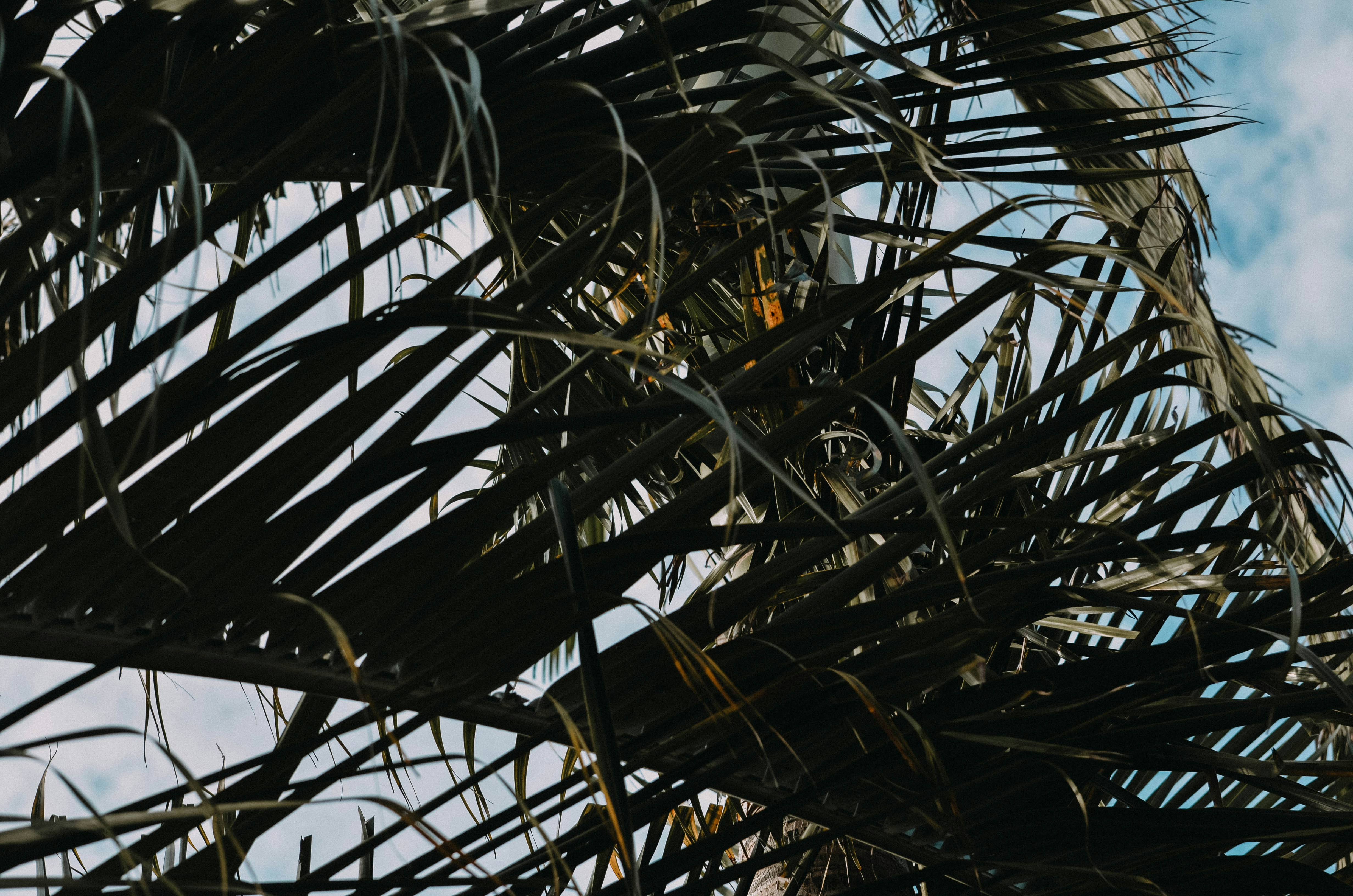 Veined Palm Canopy Framing a Patch of Sky
