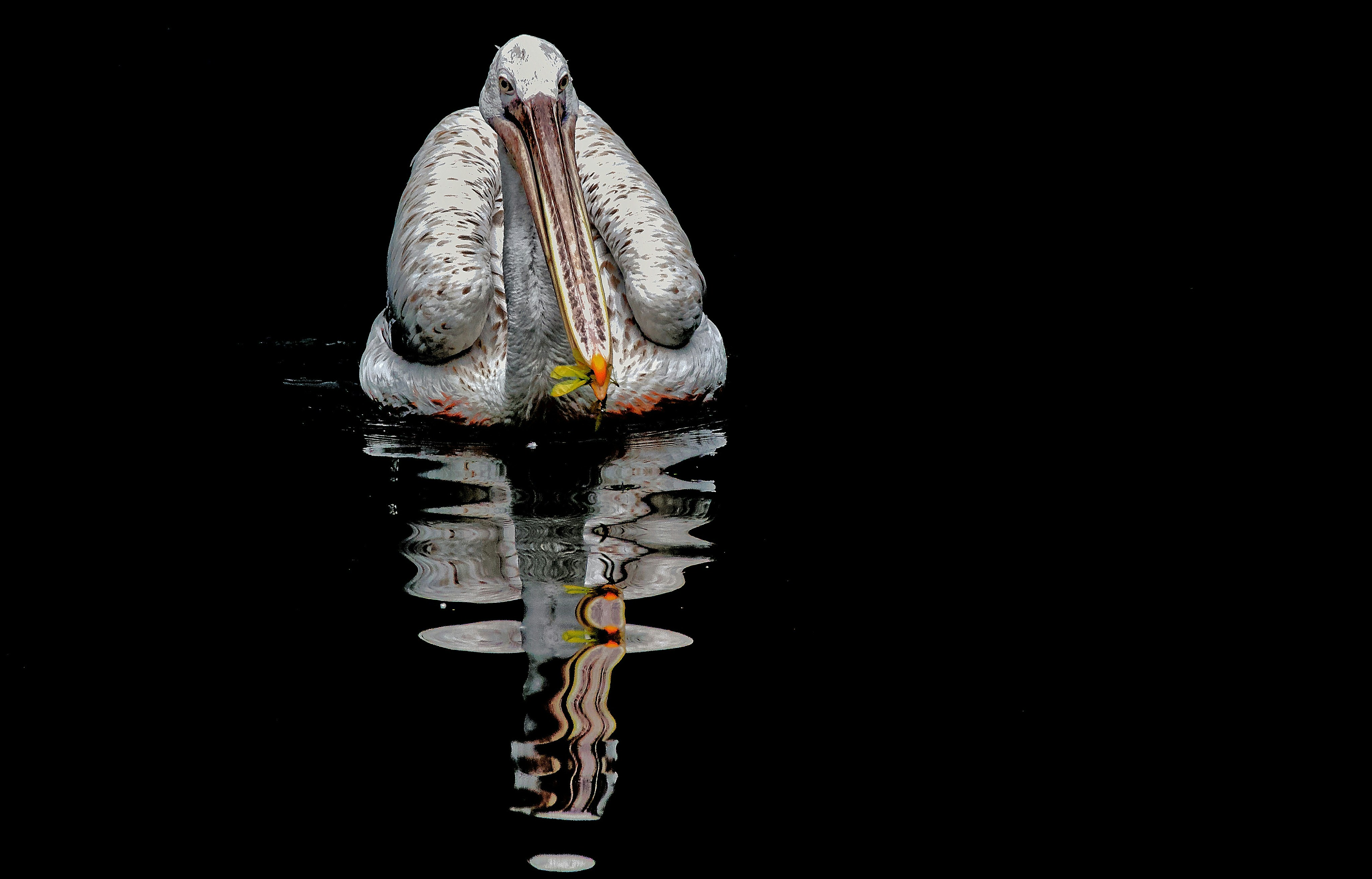 Pelican in Velvet Waters: A solitary plunge into reflection