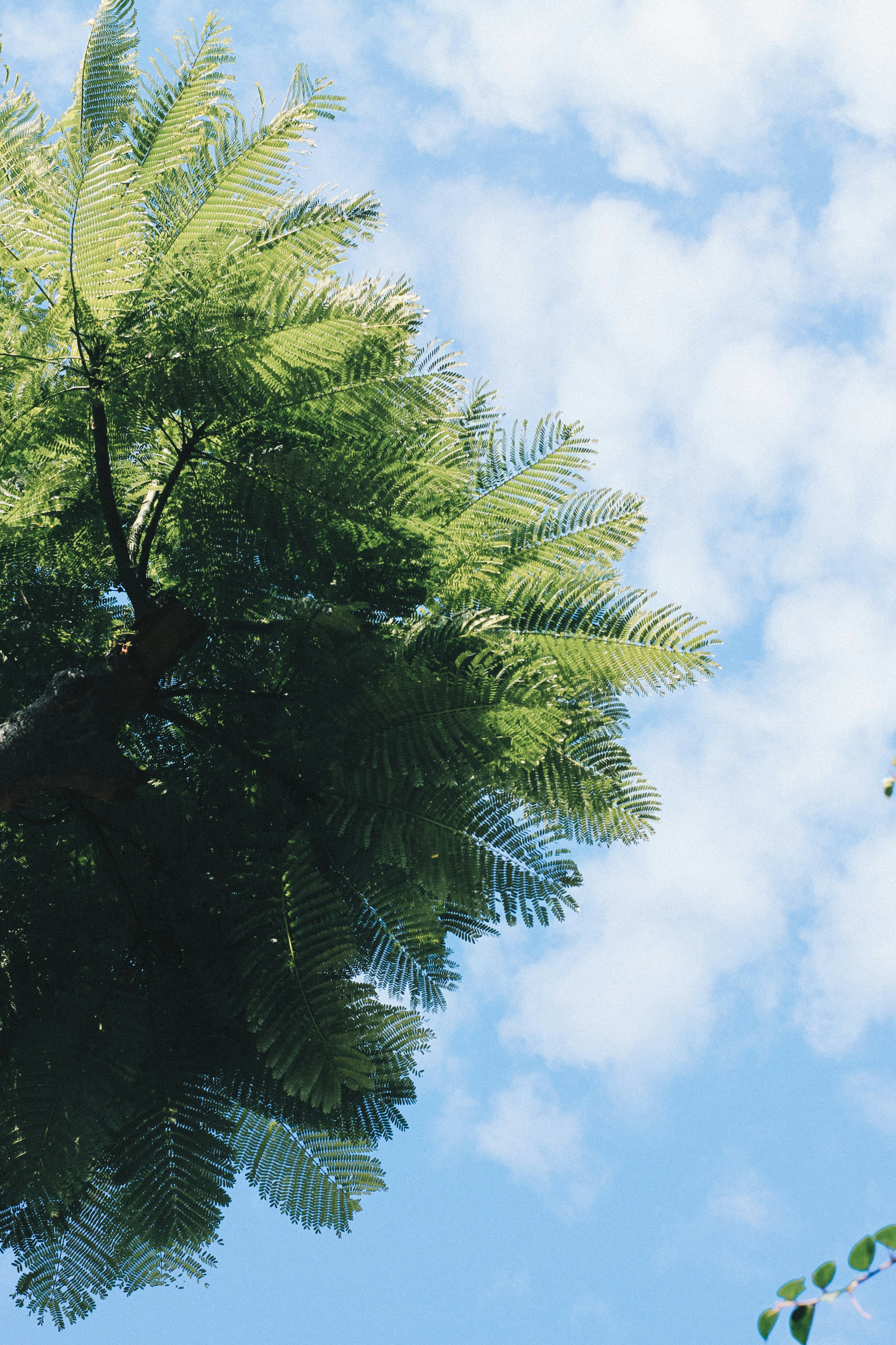 Verdant Fronds Framing a Cerulean Sky