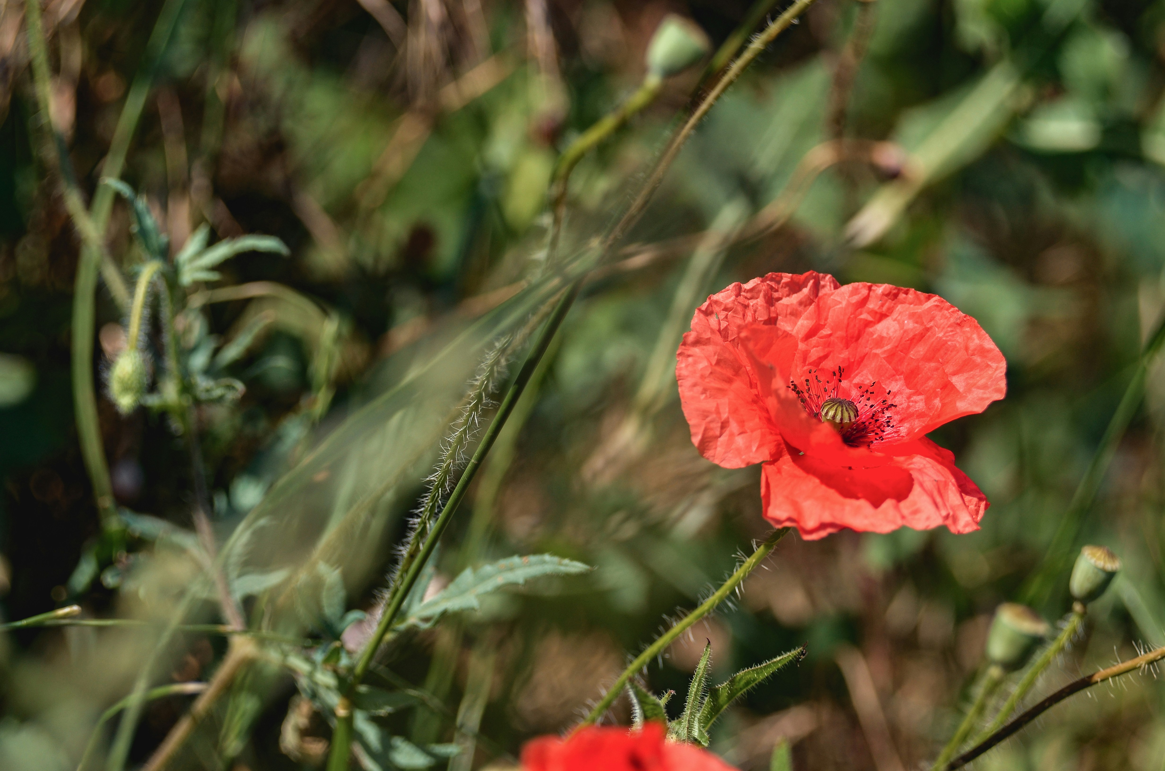 Crimson bloom amid tangled greens
