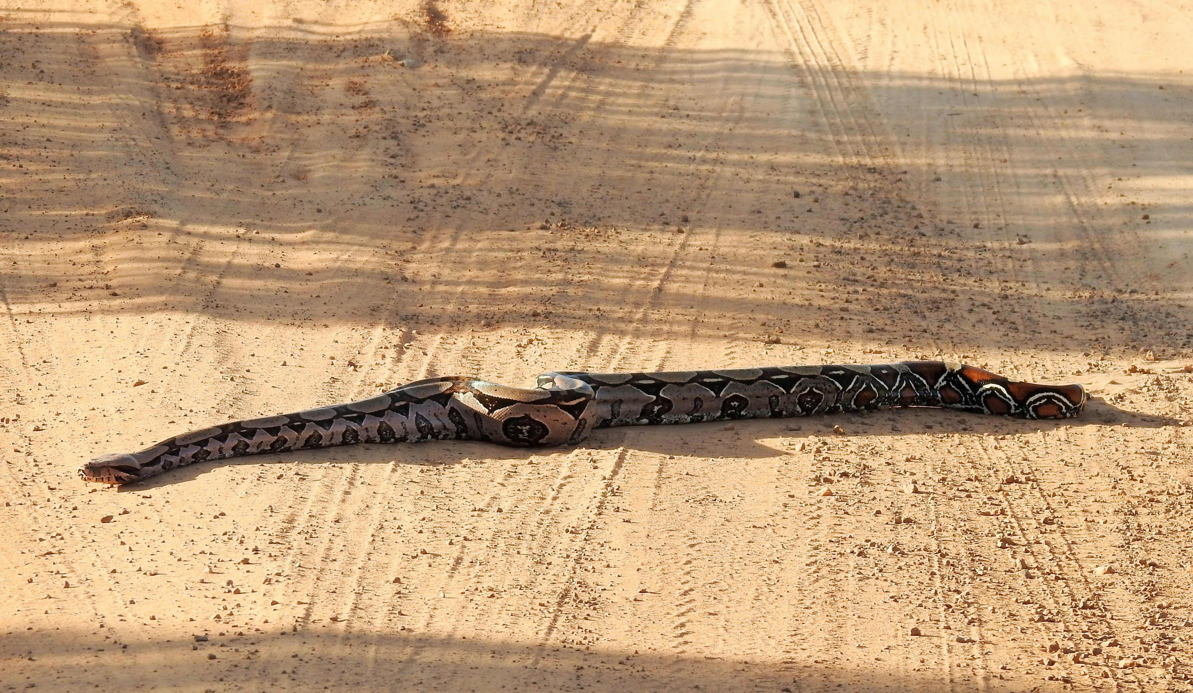 A patterned snake lies stretched along sun-warmed wooden planks. The detailed scales create a tapestry of dark and light bands as daylight highlights its form.