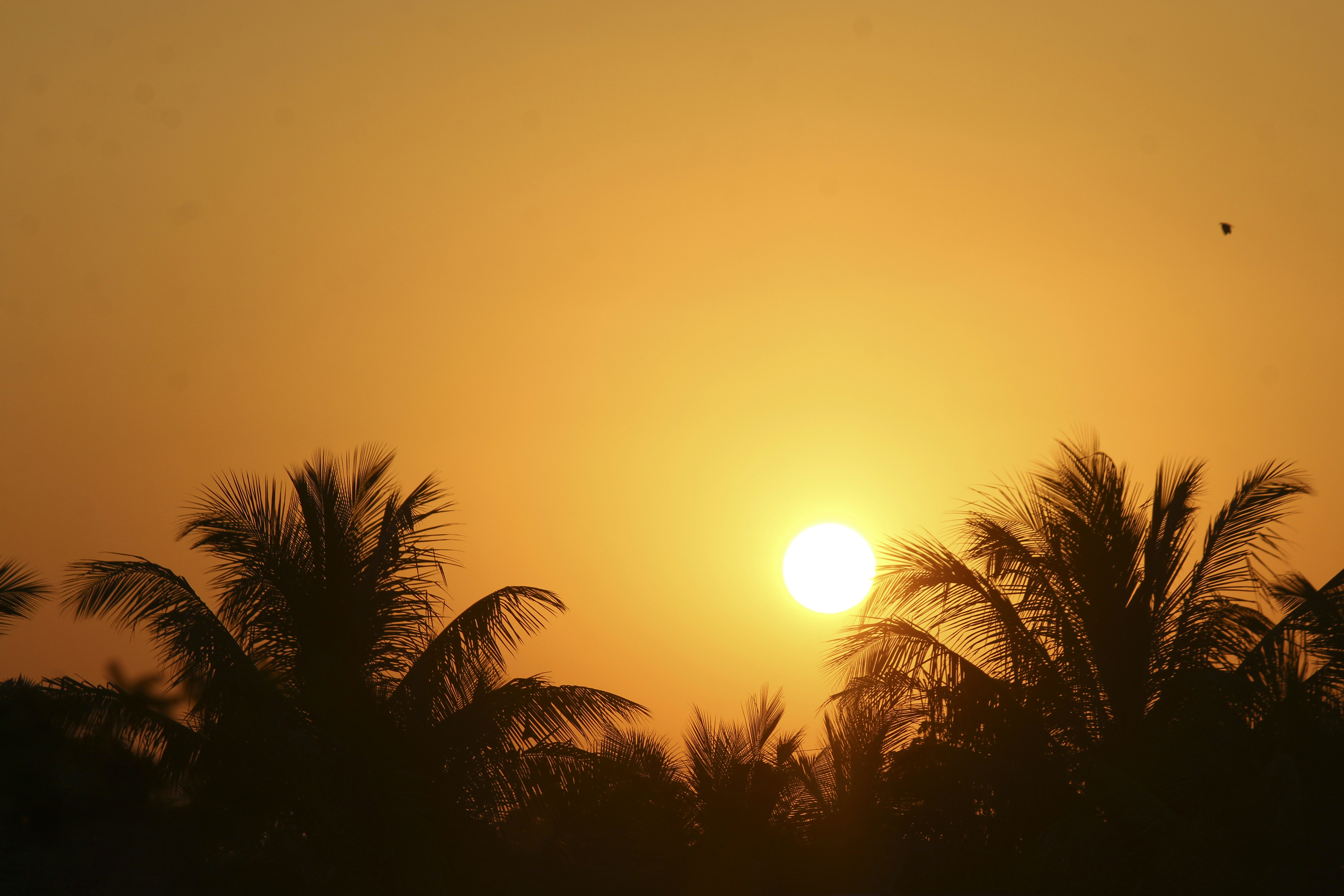 Silhouetted palm trees against a vibrant orange sunset.