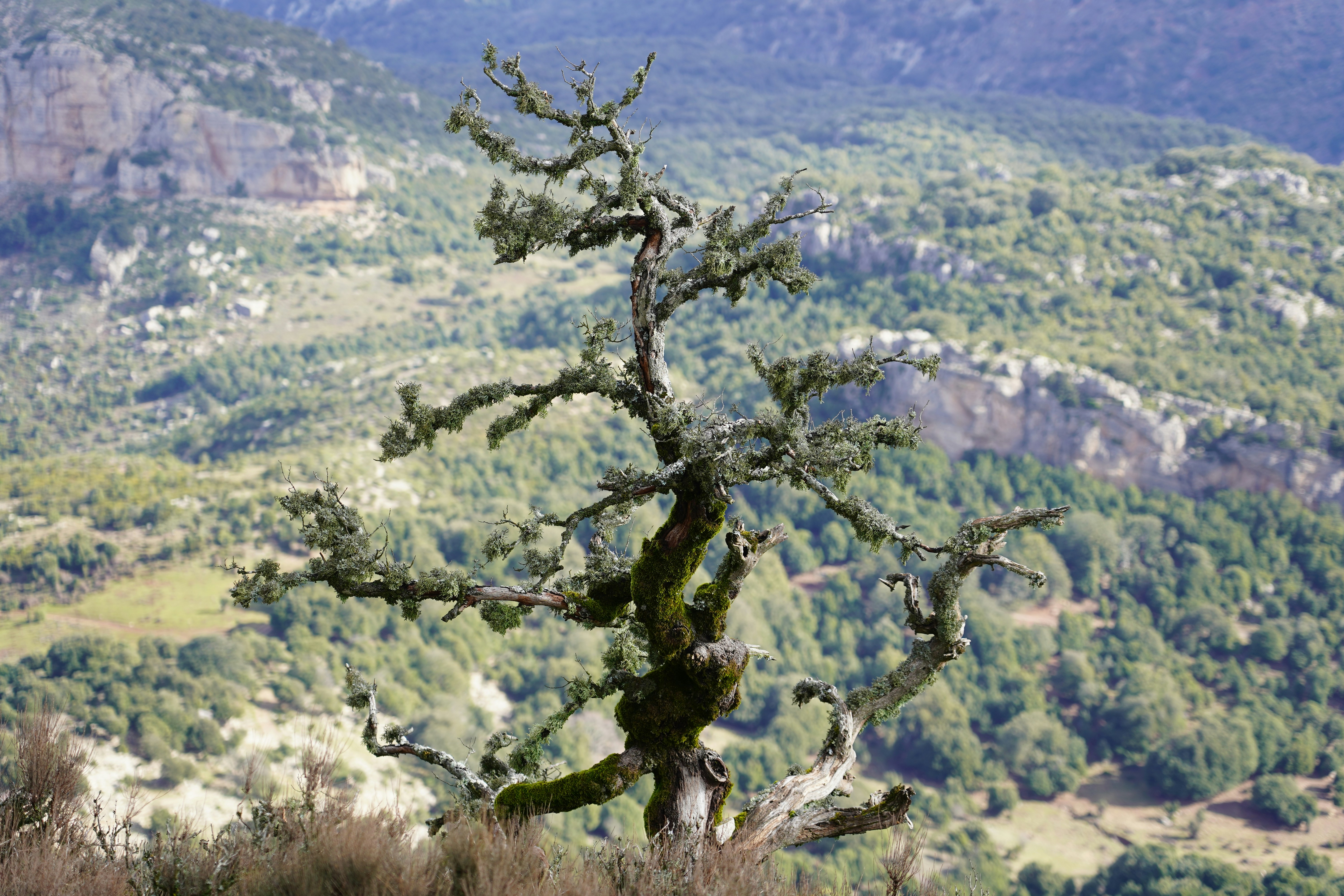Gnarled tree standing on a hillside with a sprawling valley backdrop under a clear sky.