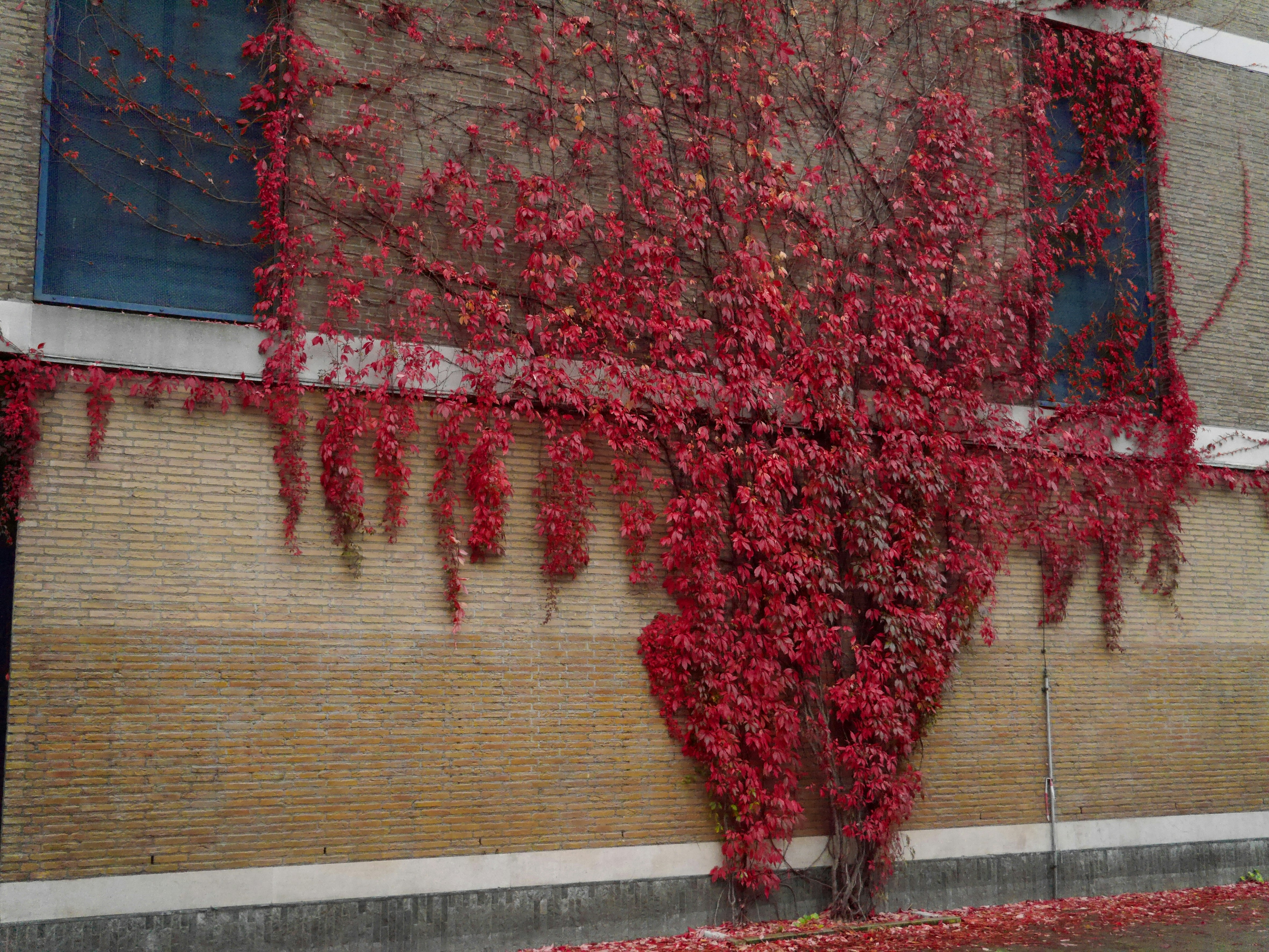 Photograph of crimson ivy climbing a brick wall beneath a window, forming a vertical cascade of leaves.