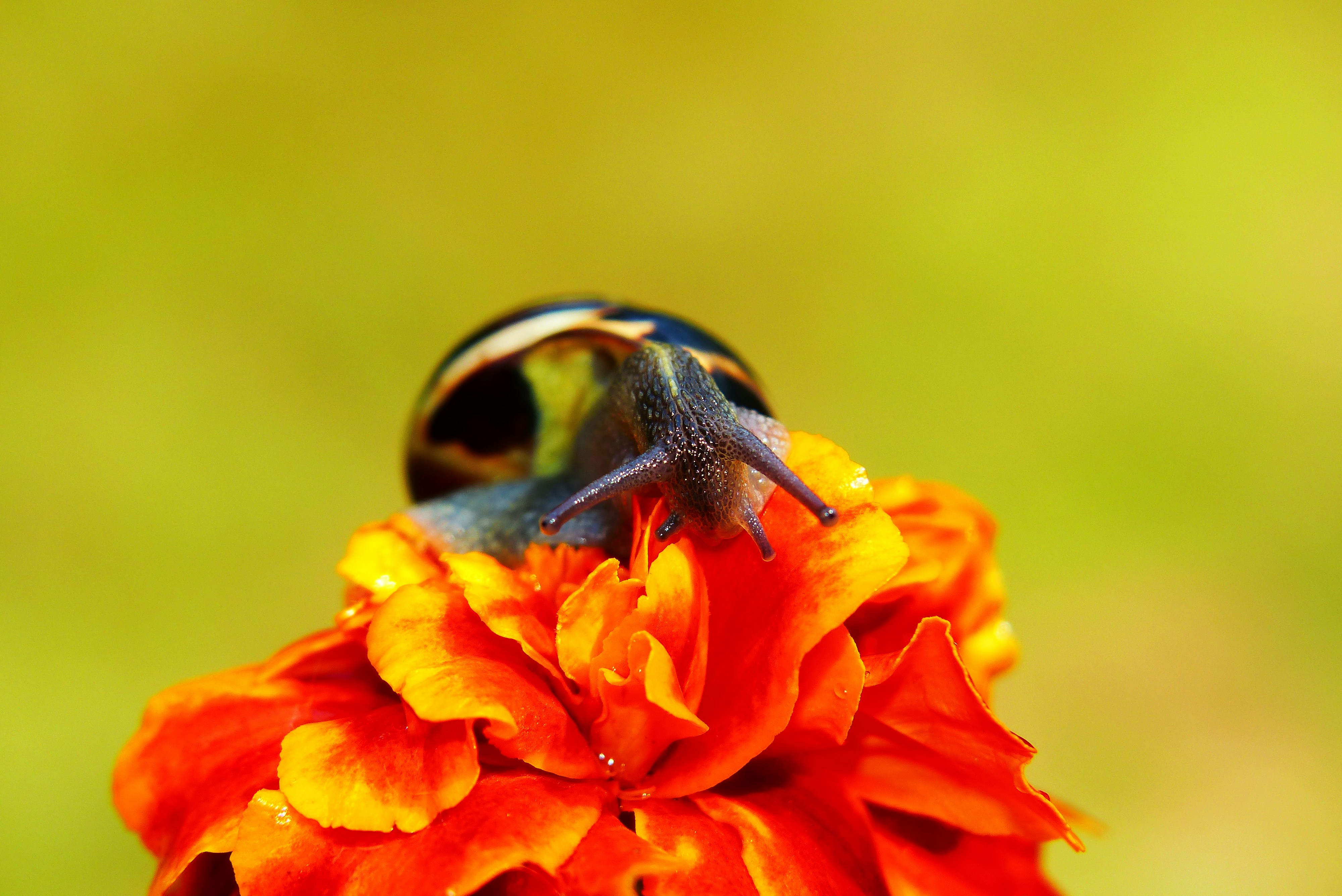 Crimson Bloom Under a Curious Snail