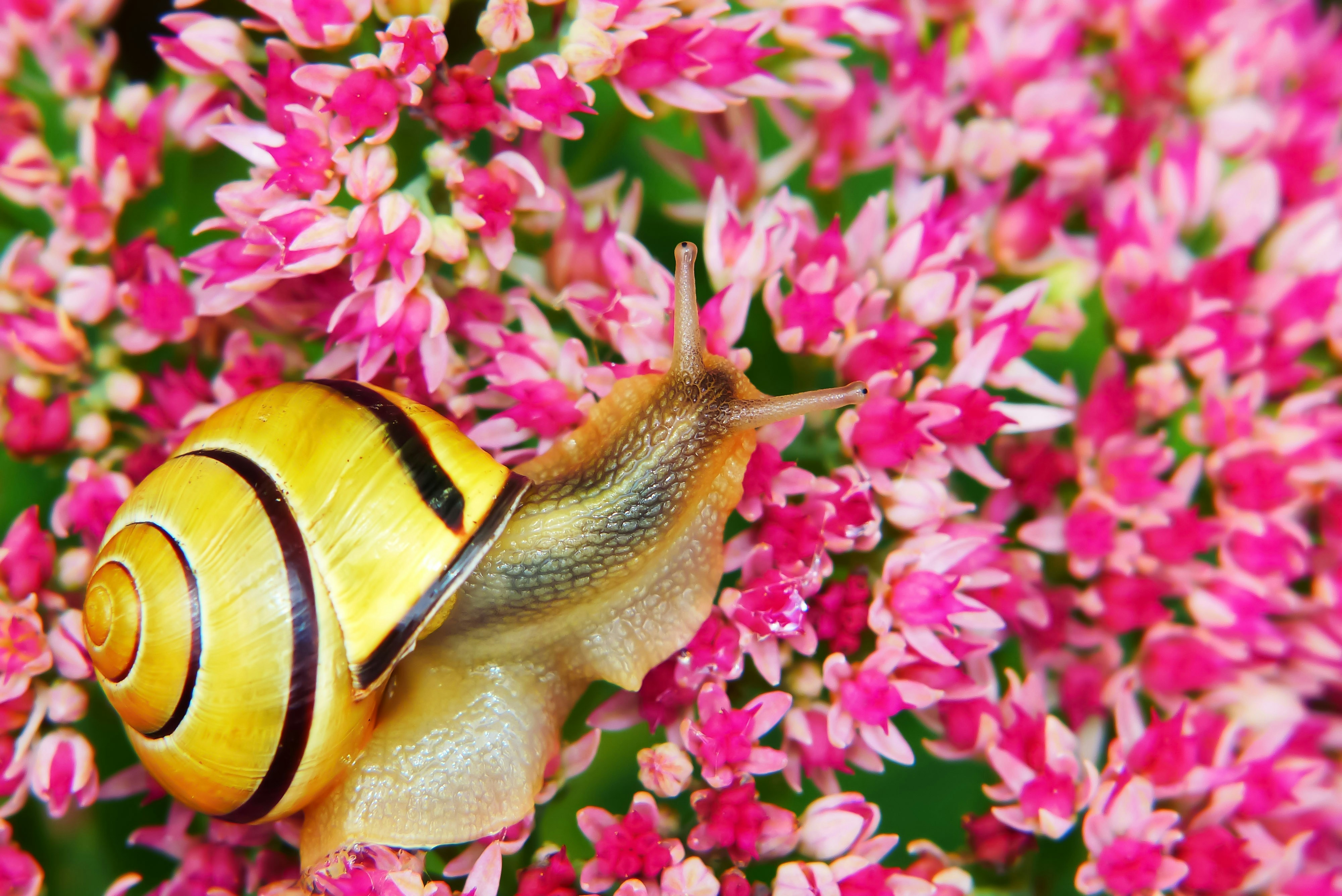 Close-up of a yellow snail with dark spirals crawling across a cluster of vivid pink blossoms. The shot emphasizes shell texture and the floral detail.