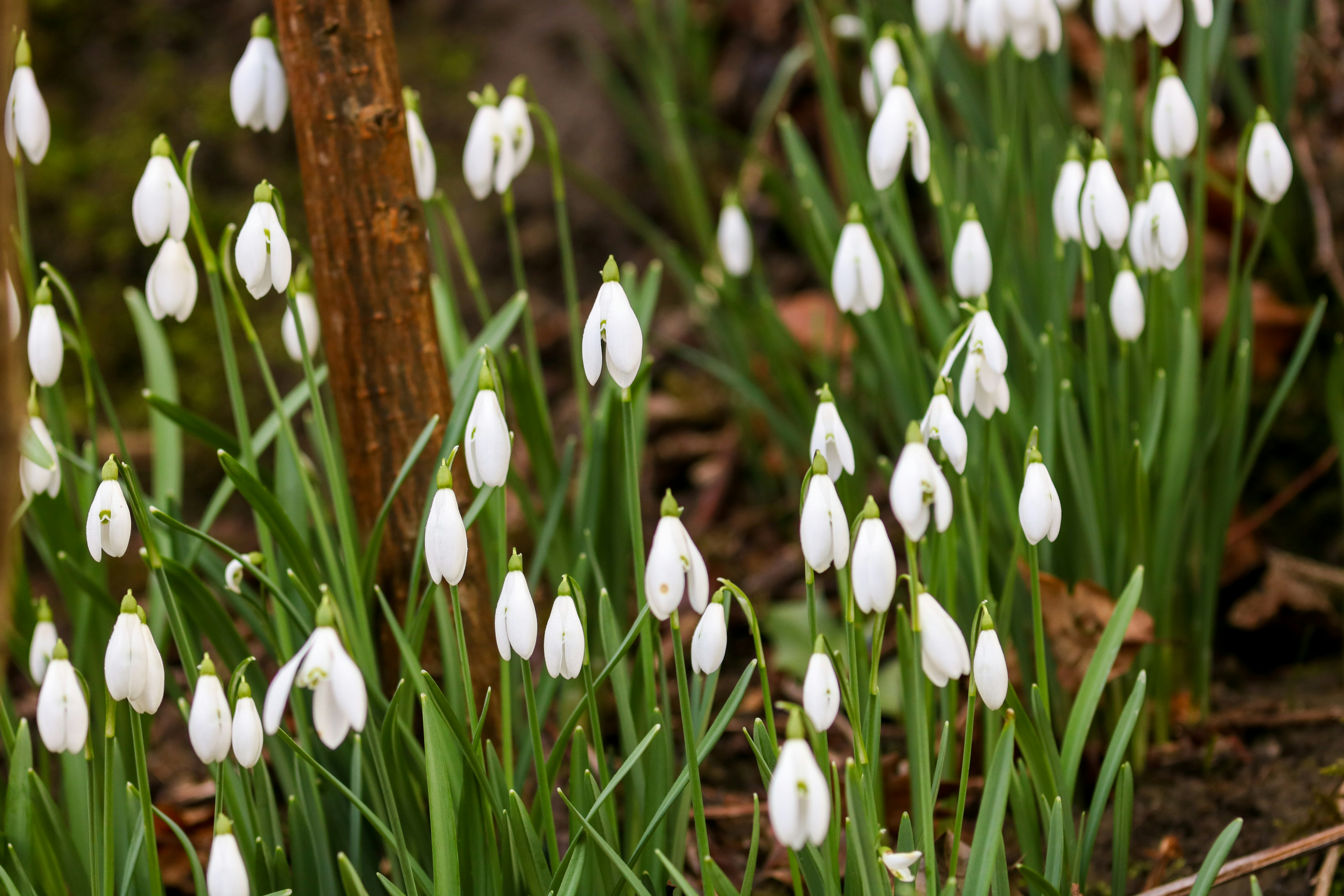 Cluster of delicate snowdrop flowers emerging from the earth, surrounded by lush green foliage.