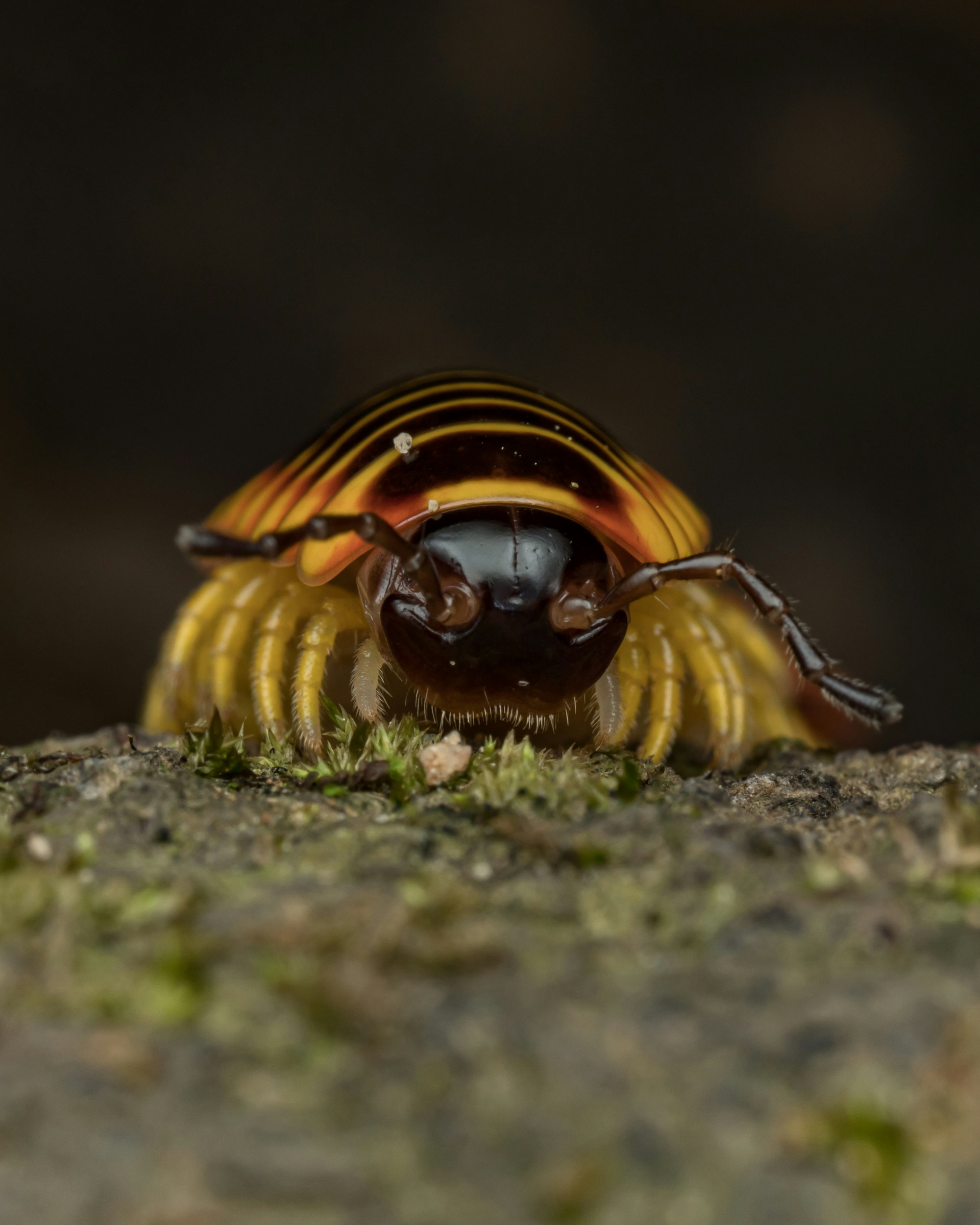 Millipede Pictures | Download Free Images on Unsplash